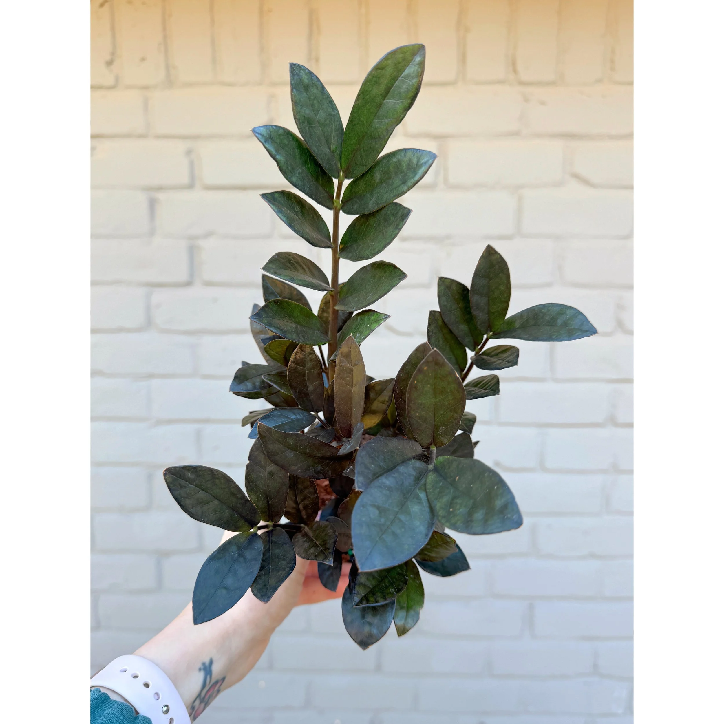 Houseplants — Stayin' Alive Succulents