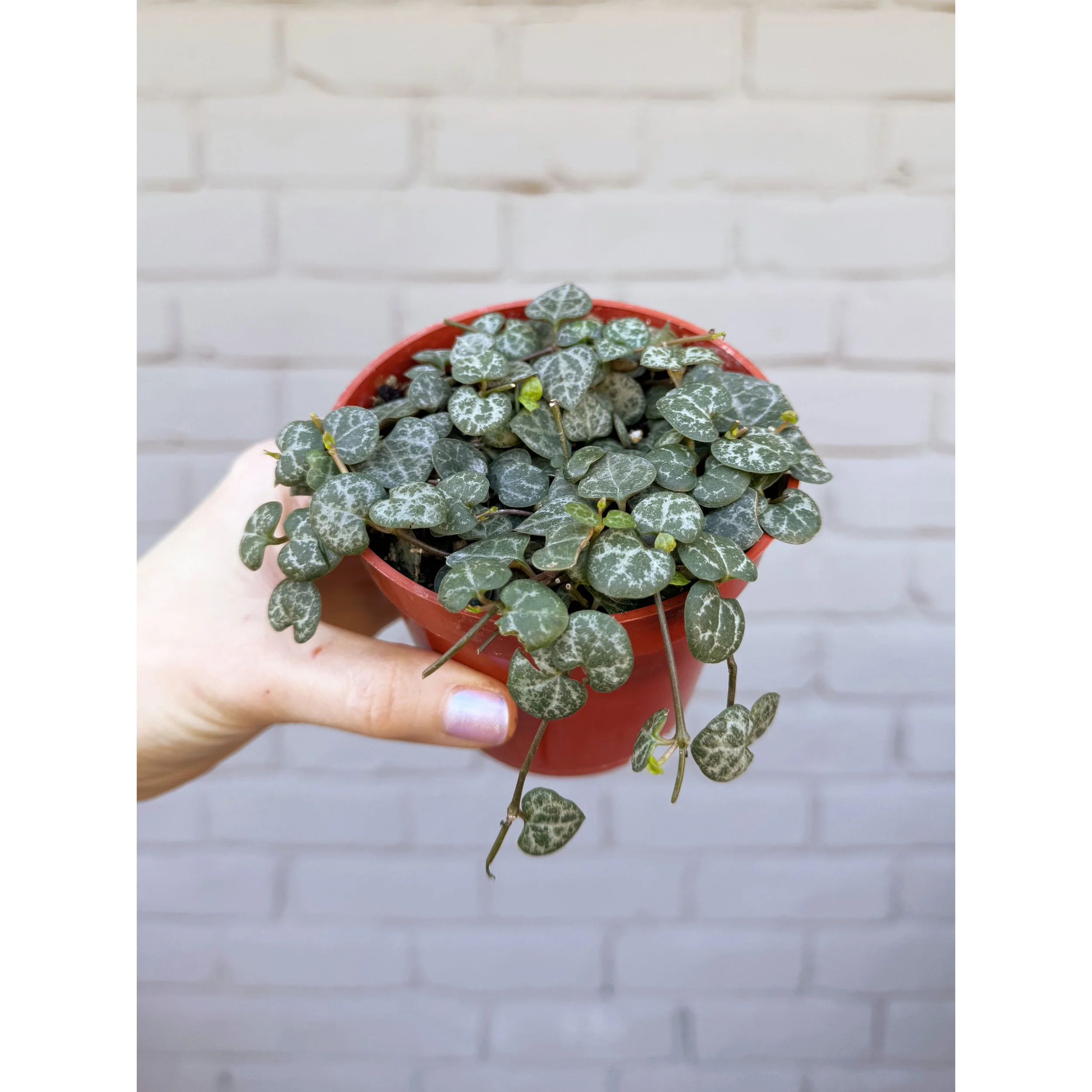 Ceropegia Woodii 'Silver Glory' String of Hearts 2" — Stayin' Alive ...