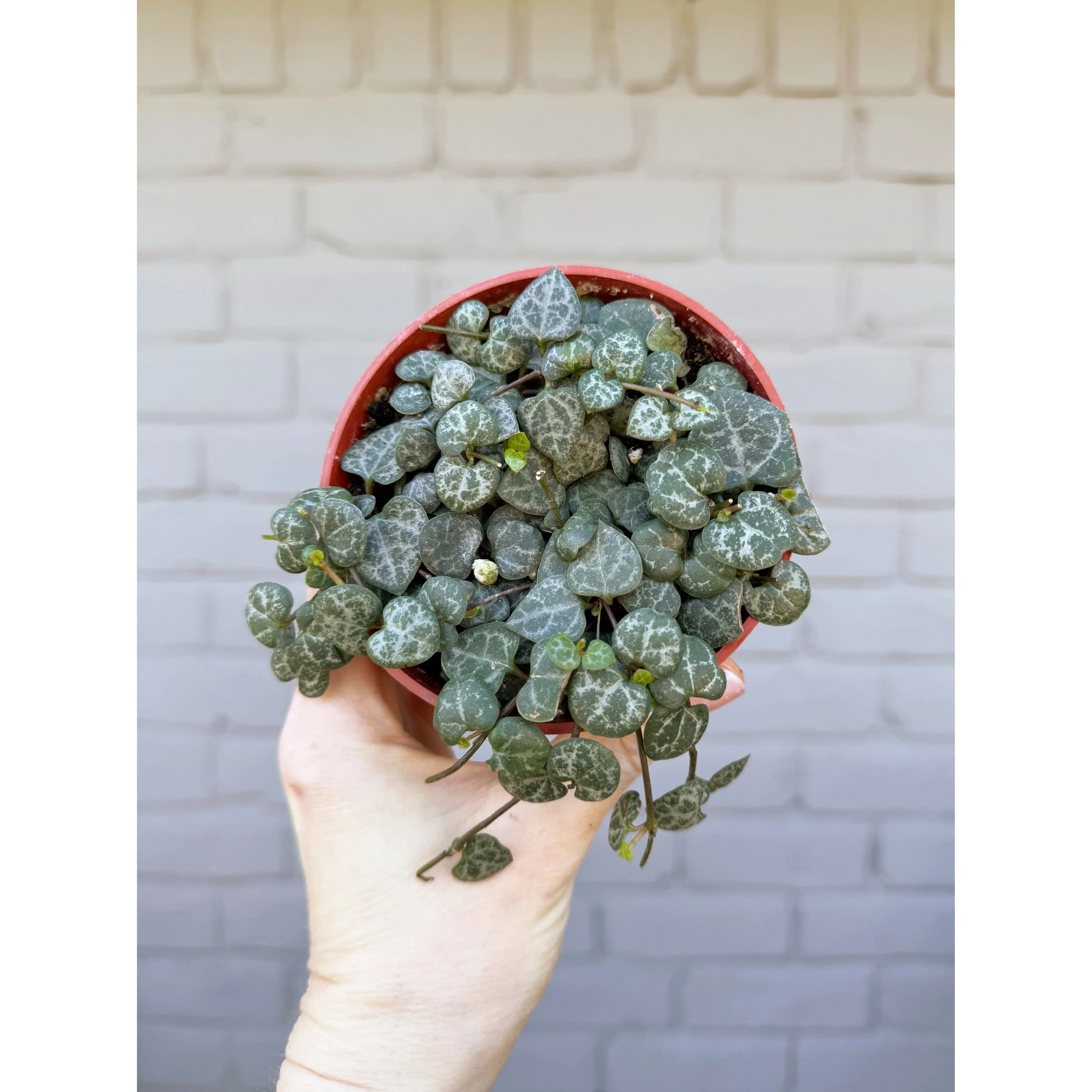 Ceropegia Woodii 'Silver Glory' String of Hearts 2" — Stayin' Alive ...