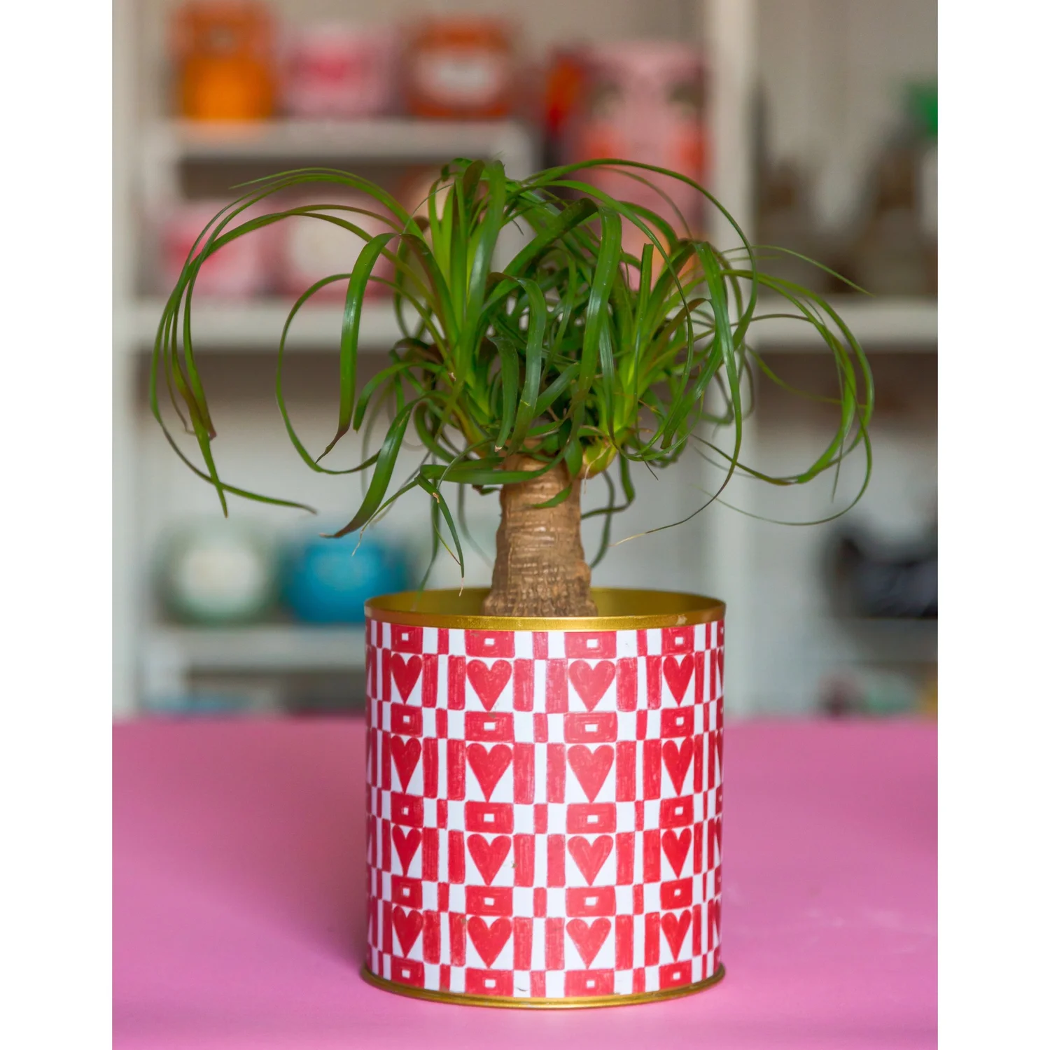 Tegan Collection - Iridescent Rainbow Pots — Stayin' Alive Succulents