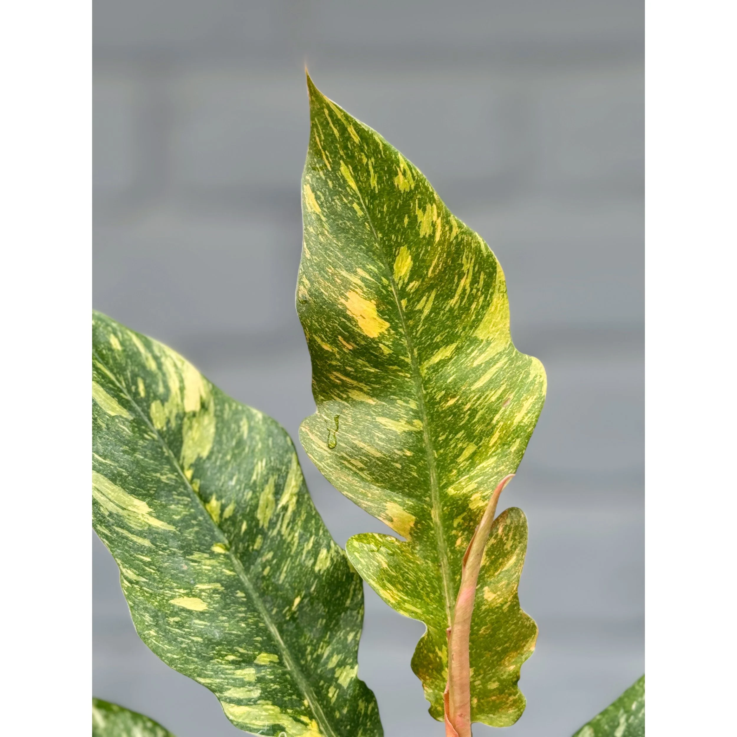 Philodendron 'Ring of Fire' 6" — Stayin' Alive Succulents