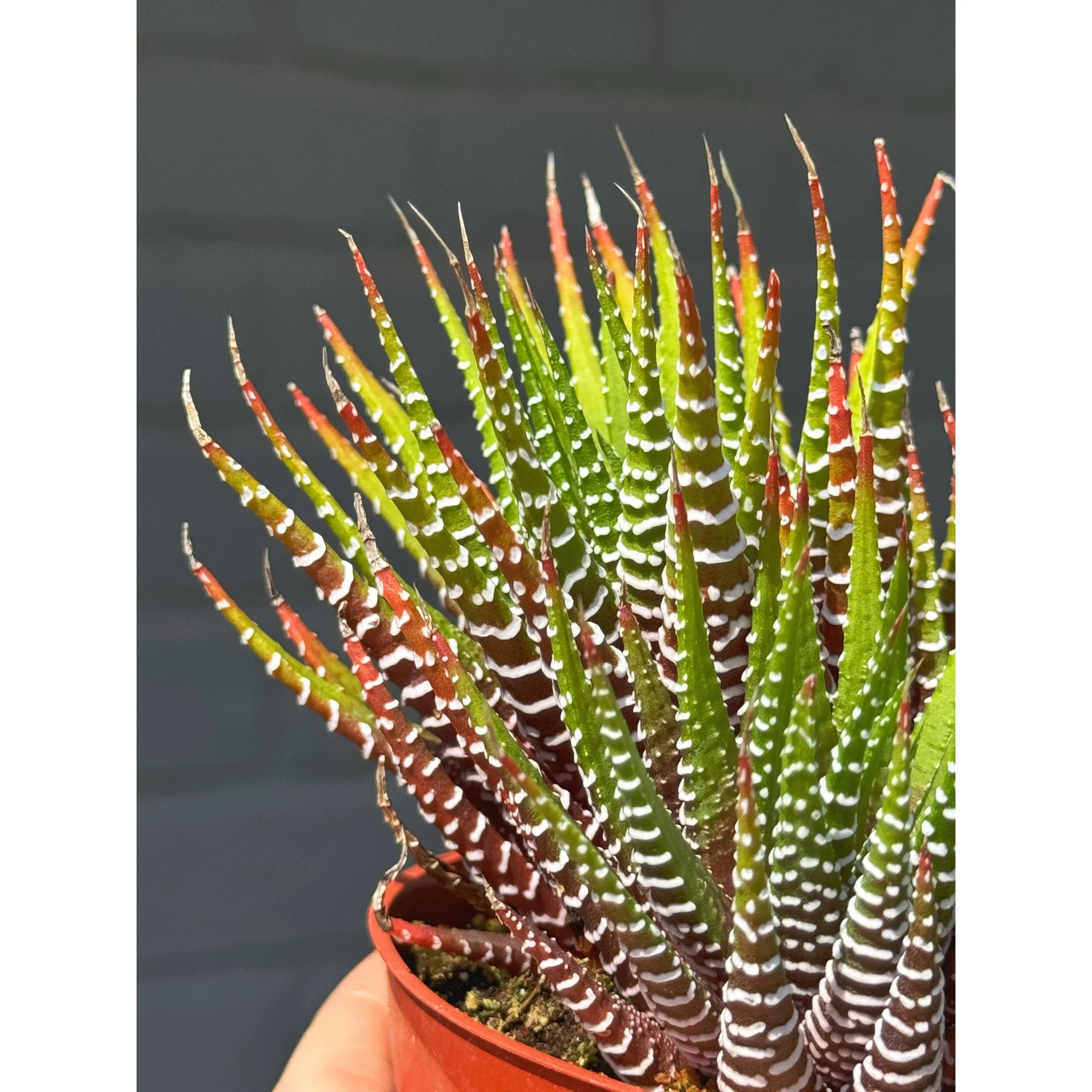 Aglaonema Hybrid 'Two Tone Moonstone' 4" — Stayin' Alive Succulents