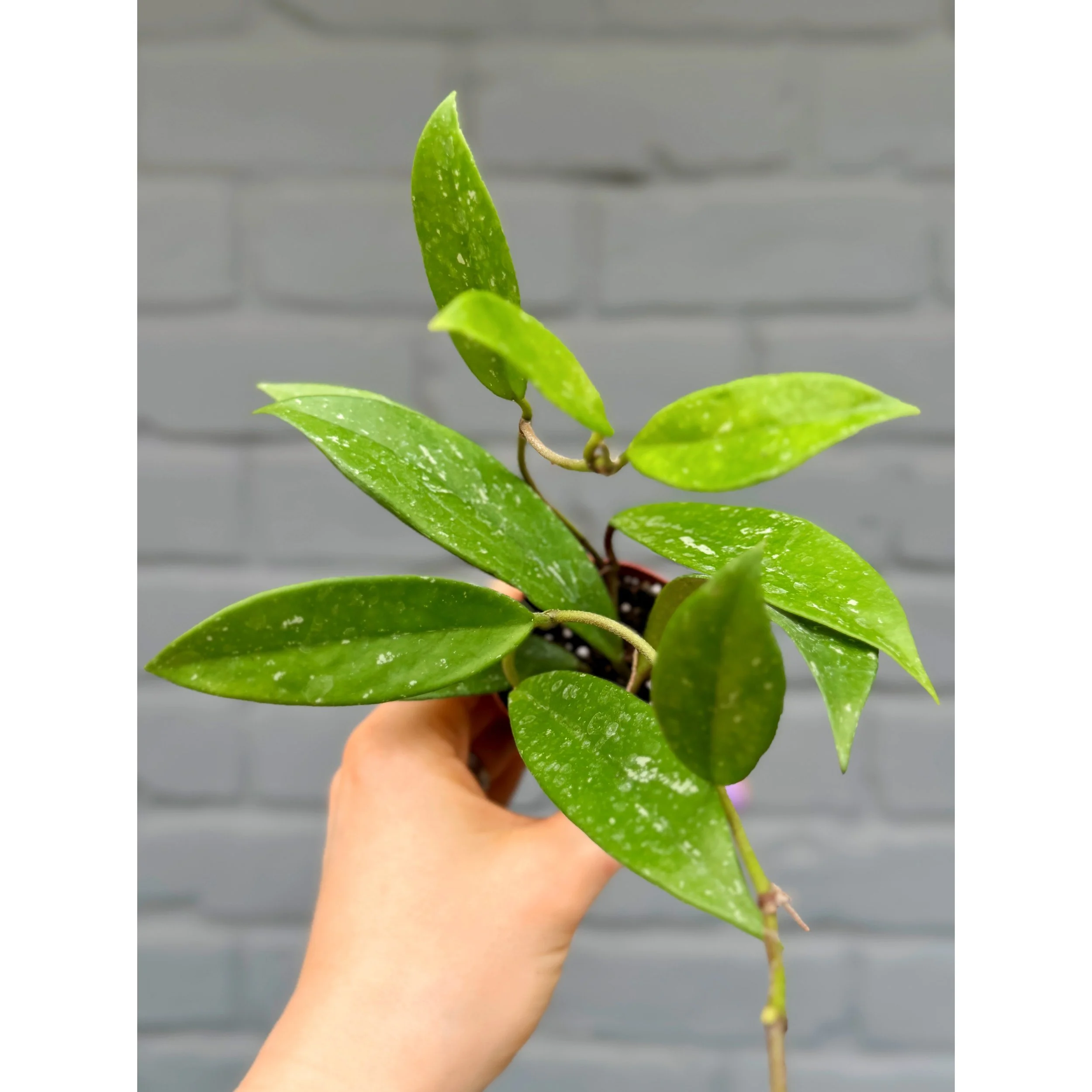 Hoya Macrophylla Variegata (Latifolia Albomarginata) 4” — Stayin' Alive ...
