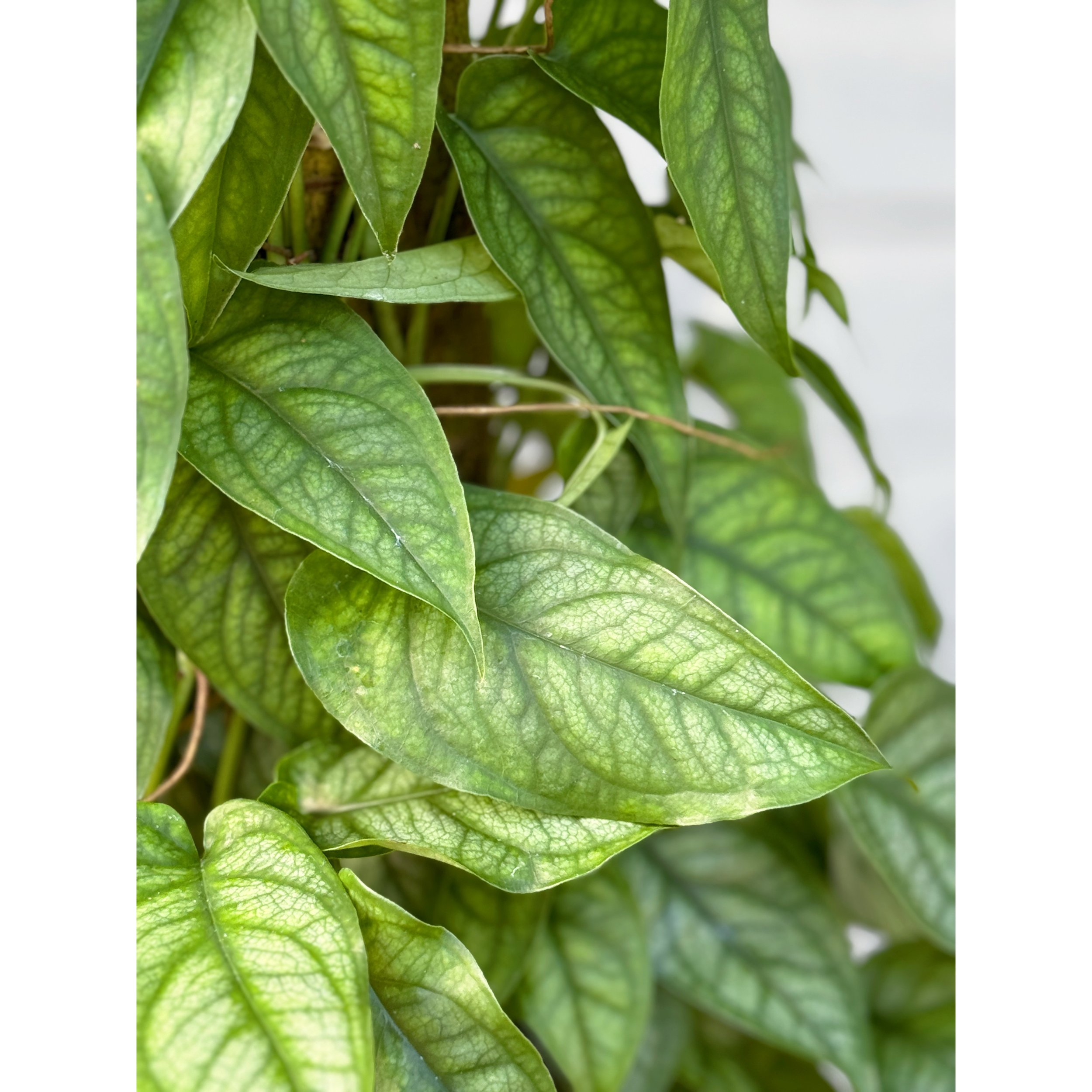 Houseplants — Stayin' Alive Succulents