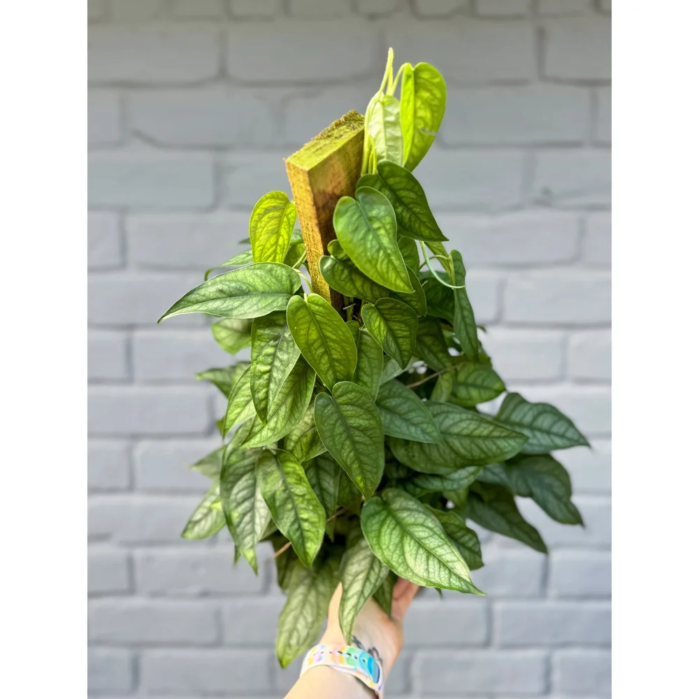 Houseplants — Stayin' Alive Succulents