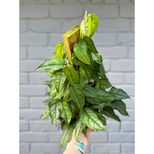 Houseplants — Stayin' Alive Succulents