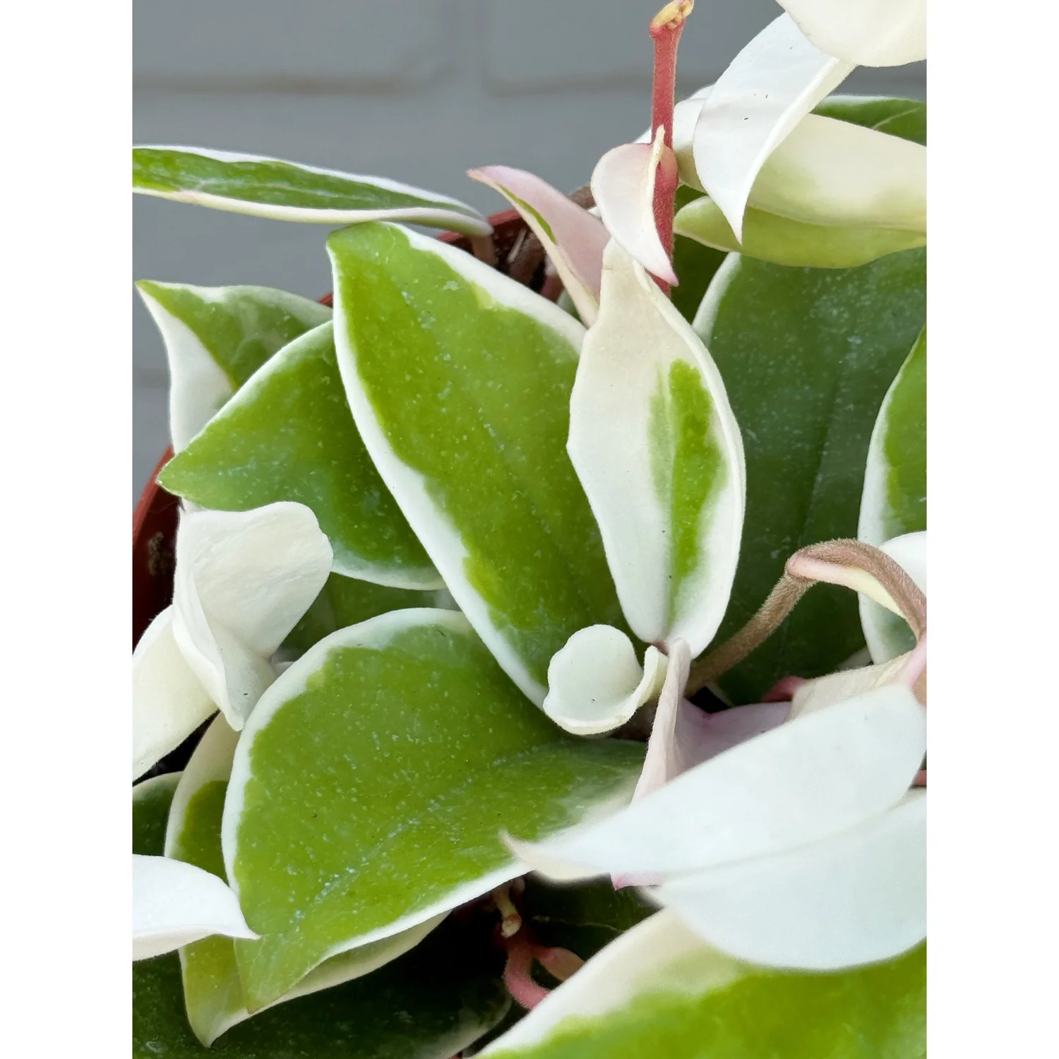 Houseplants — Stayin' Alive Succulents