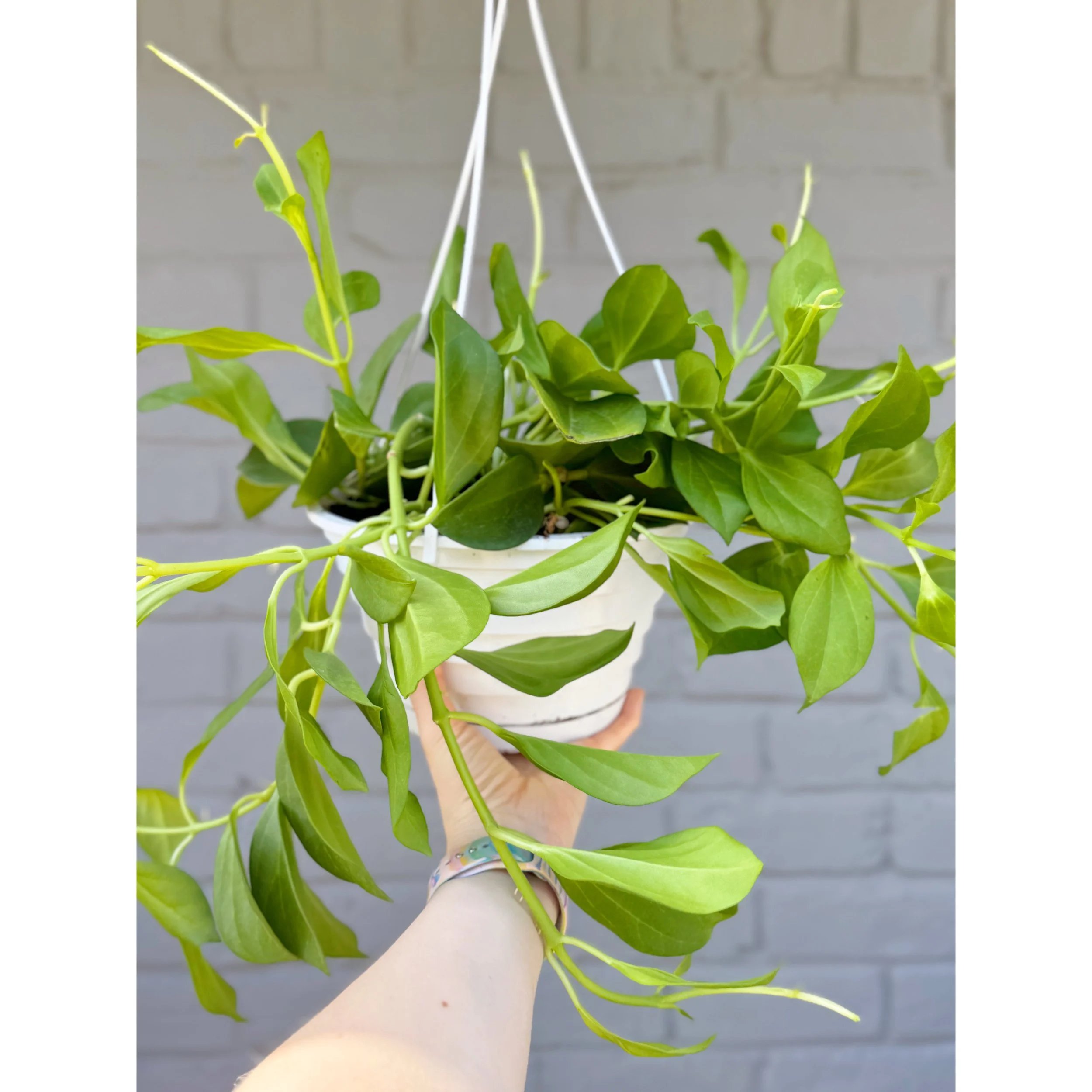 Houseplants — Stayin' Alive Succulents