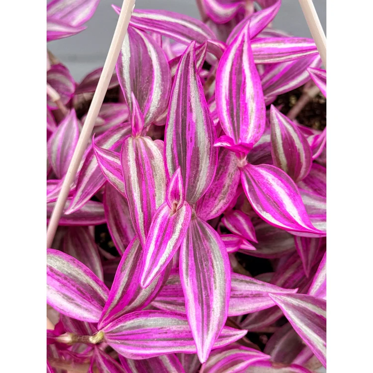 Houseplants — Stayin' Alive Succulents