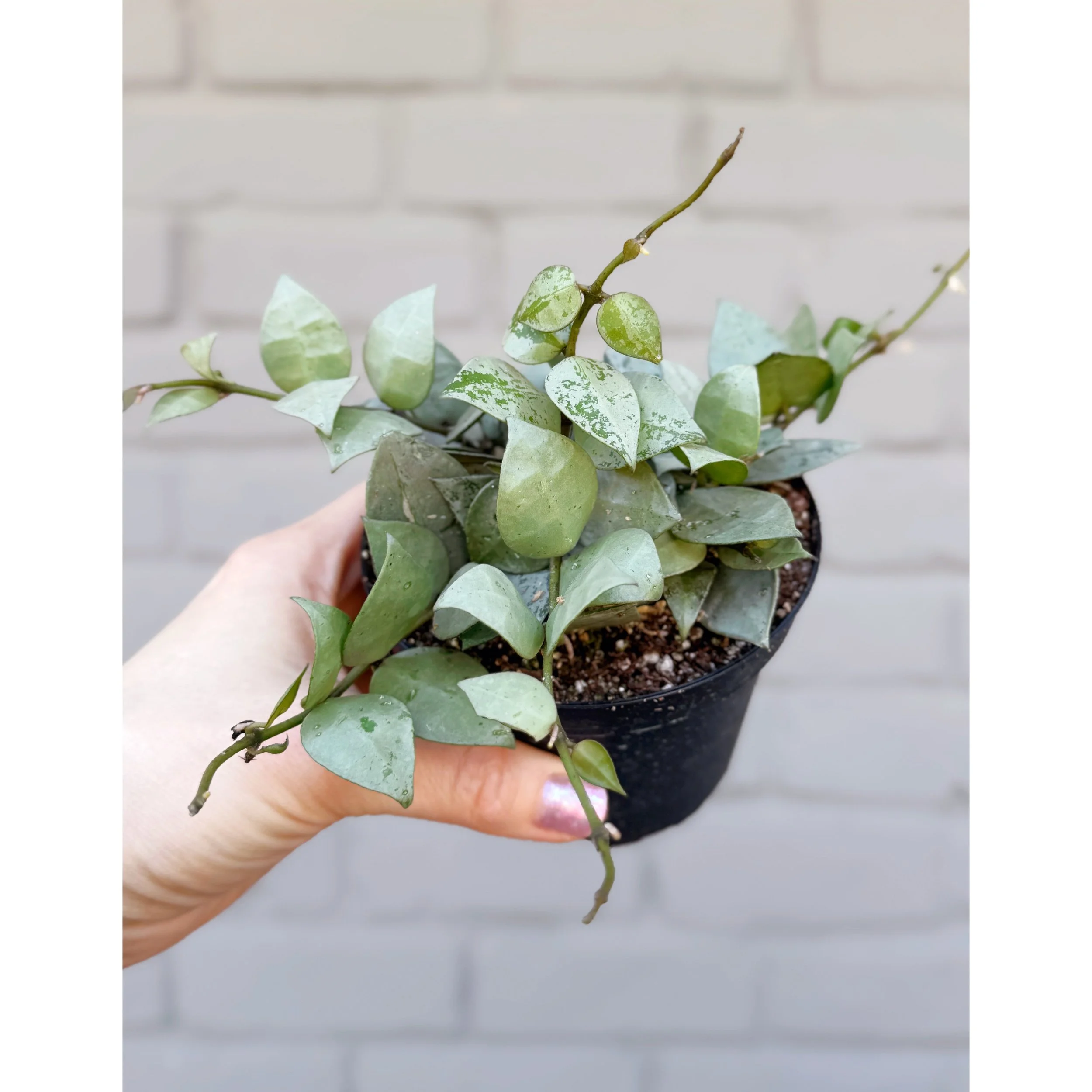 Hoya Macrophylla Variegata (Latifolia Albomarginata) 4” — Stayin' Alive ...