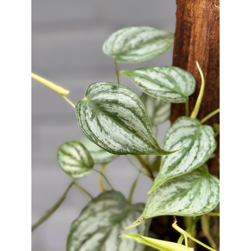 Houseplants — Stayin' Alive Succulents