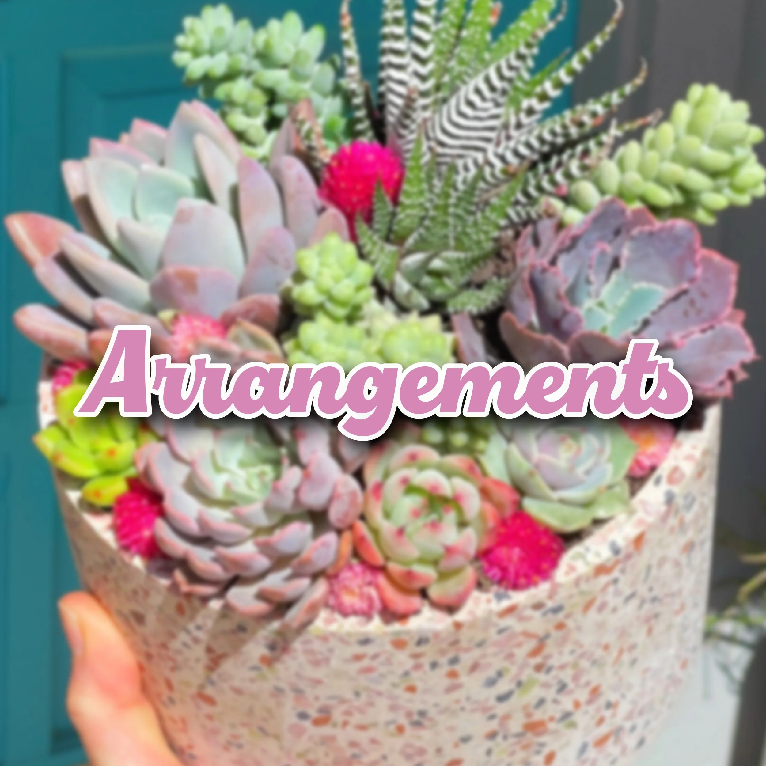 Stayin' Alive Succulents