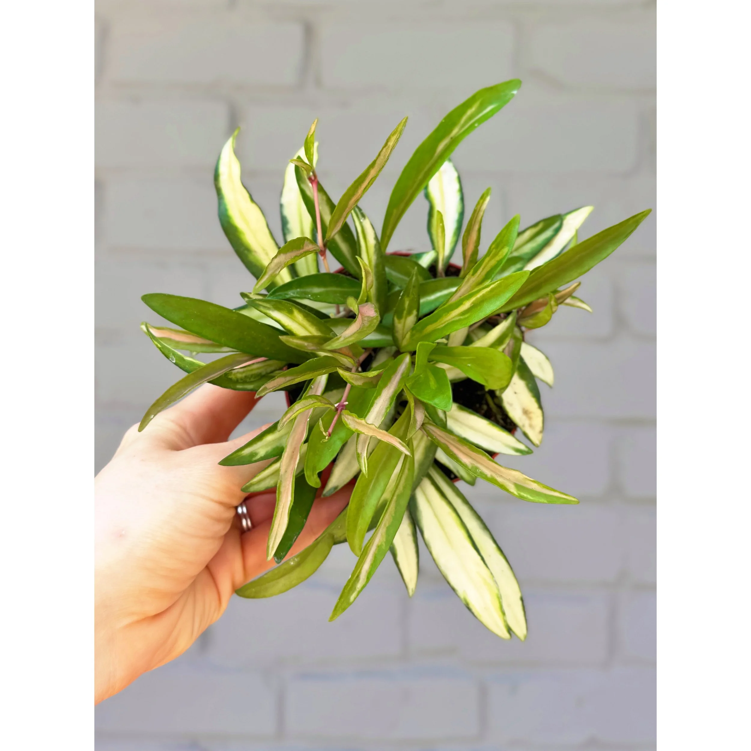 Hoya Macrophylla Variegata (Latifolia Albomarginata) 4” — Stayin' Alive ...