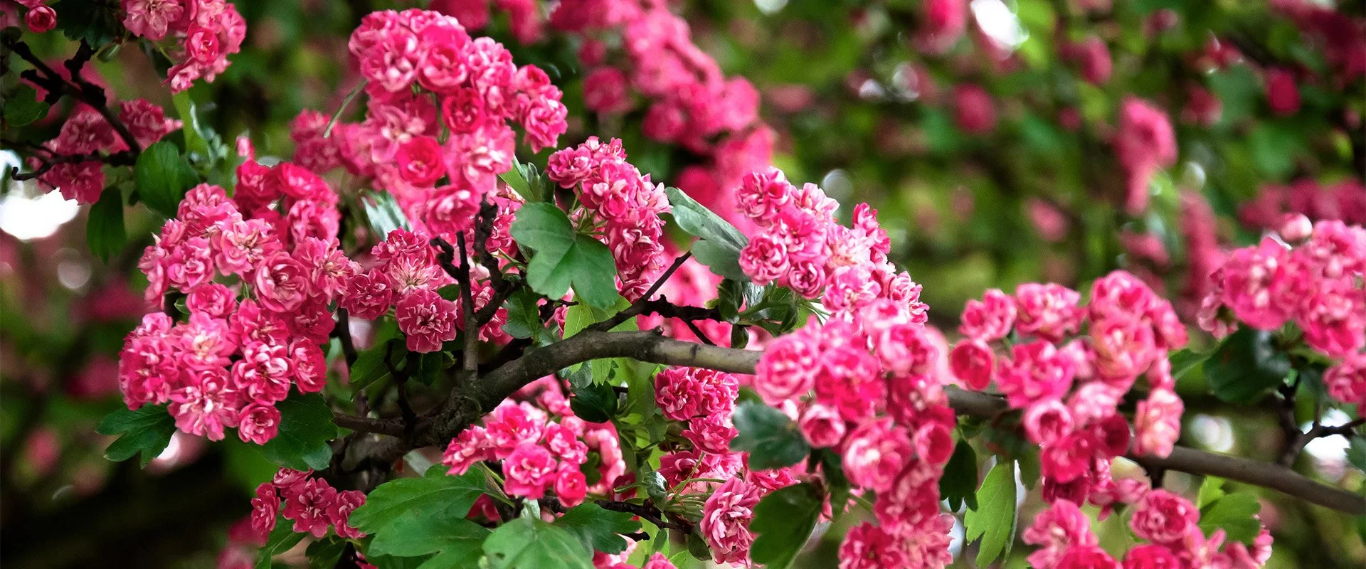 Types of Ornamental Trees — SPUR Landscape Development