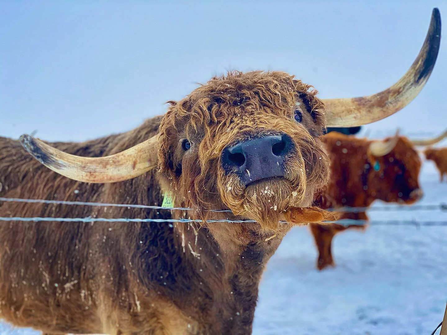 Arrowpoint Cattle Co. | Nathrop, Colorado
