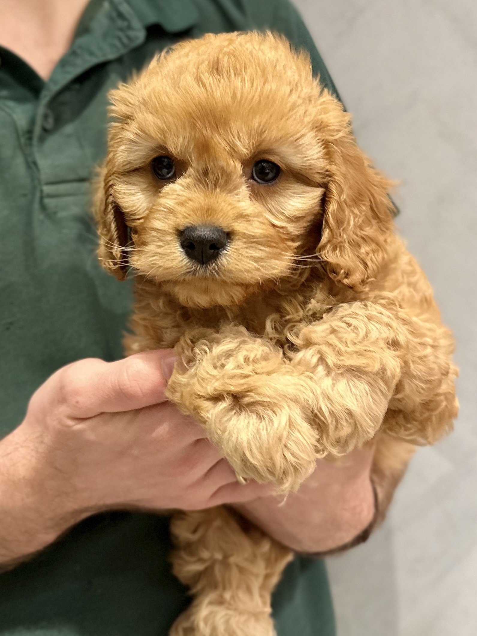 About — Room 4 Pets