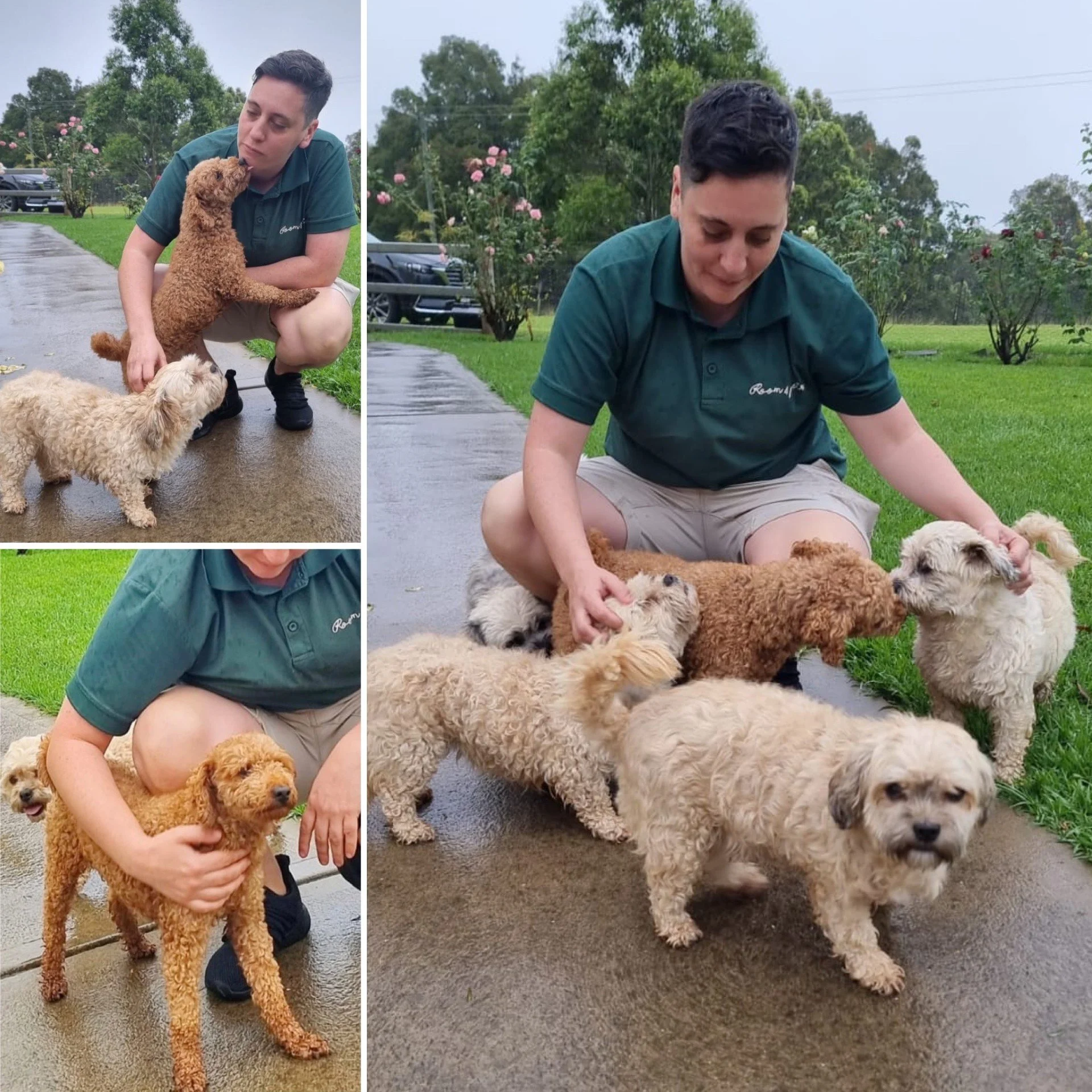 General Gallery — Room 4 Pets