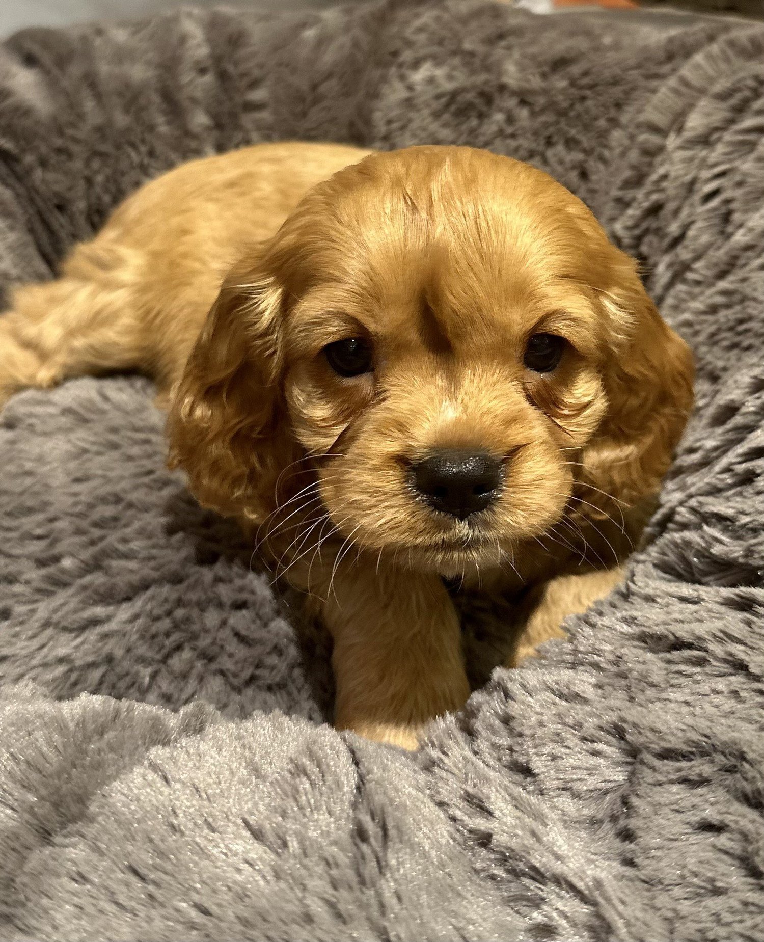 About — Room 4 Pets