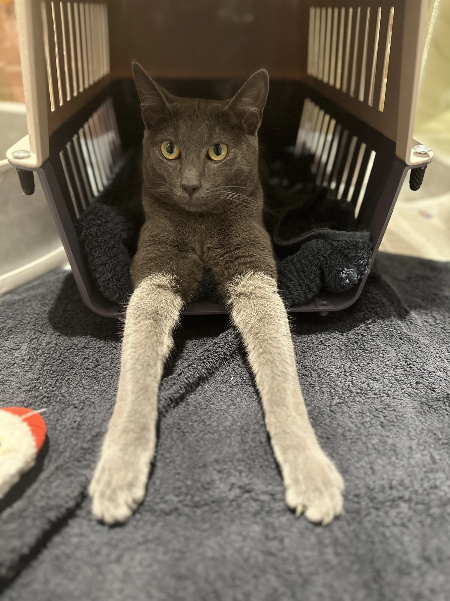 About — Room 4 Pets