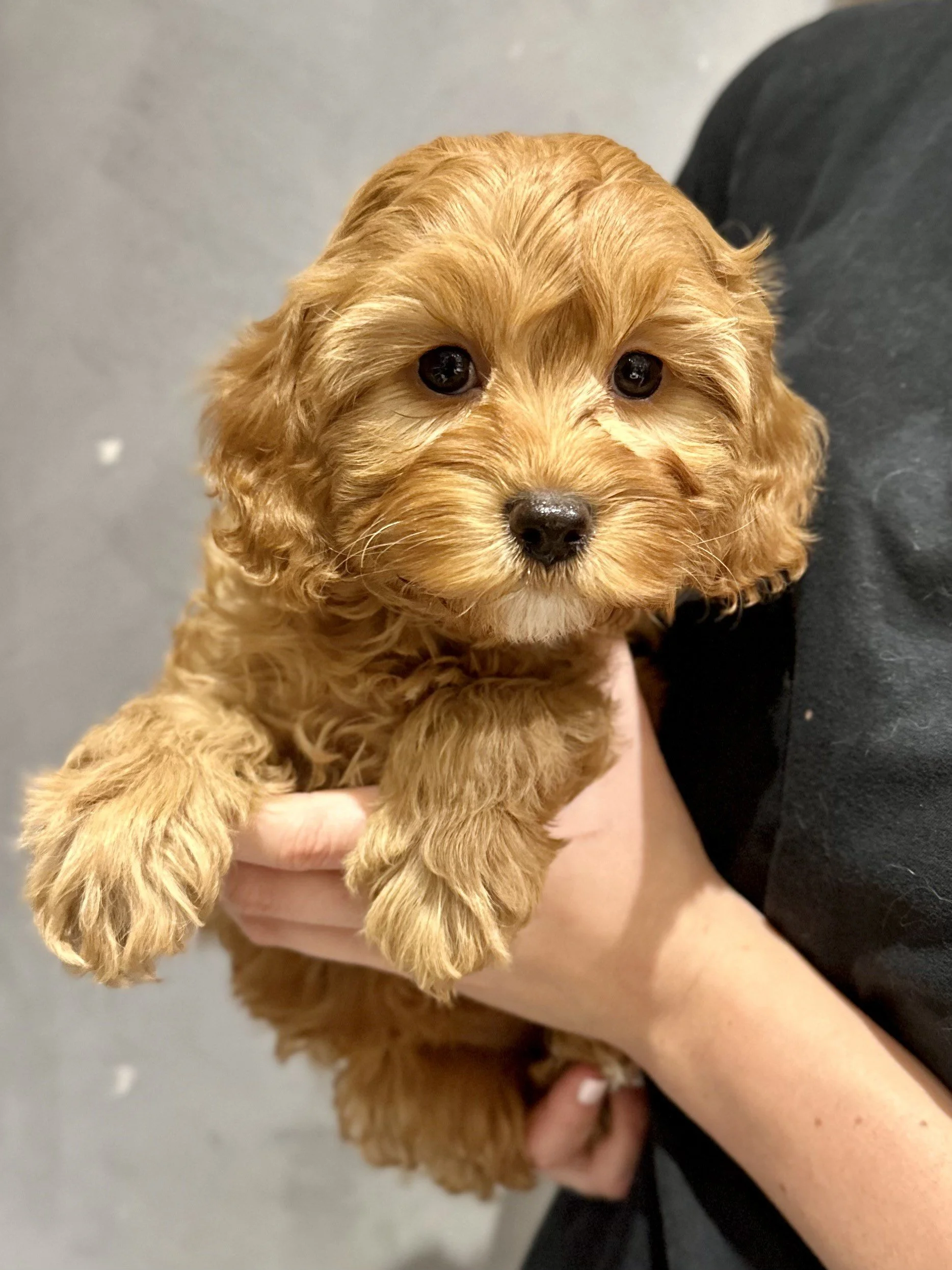 About — Room 4 Pets