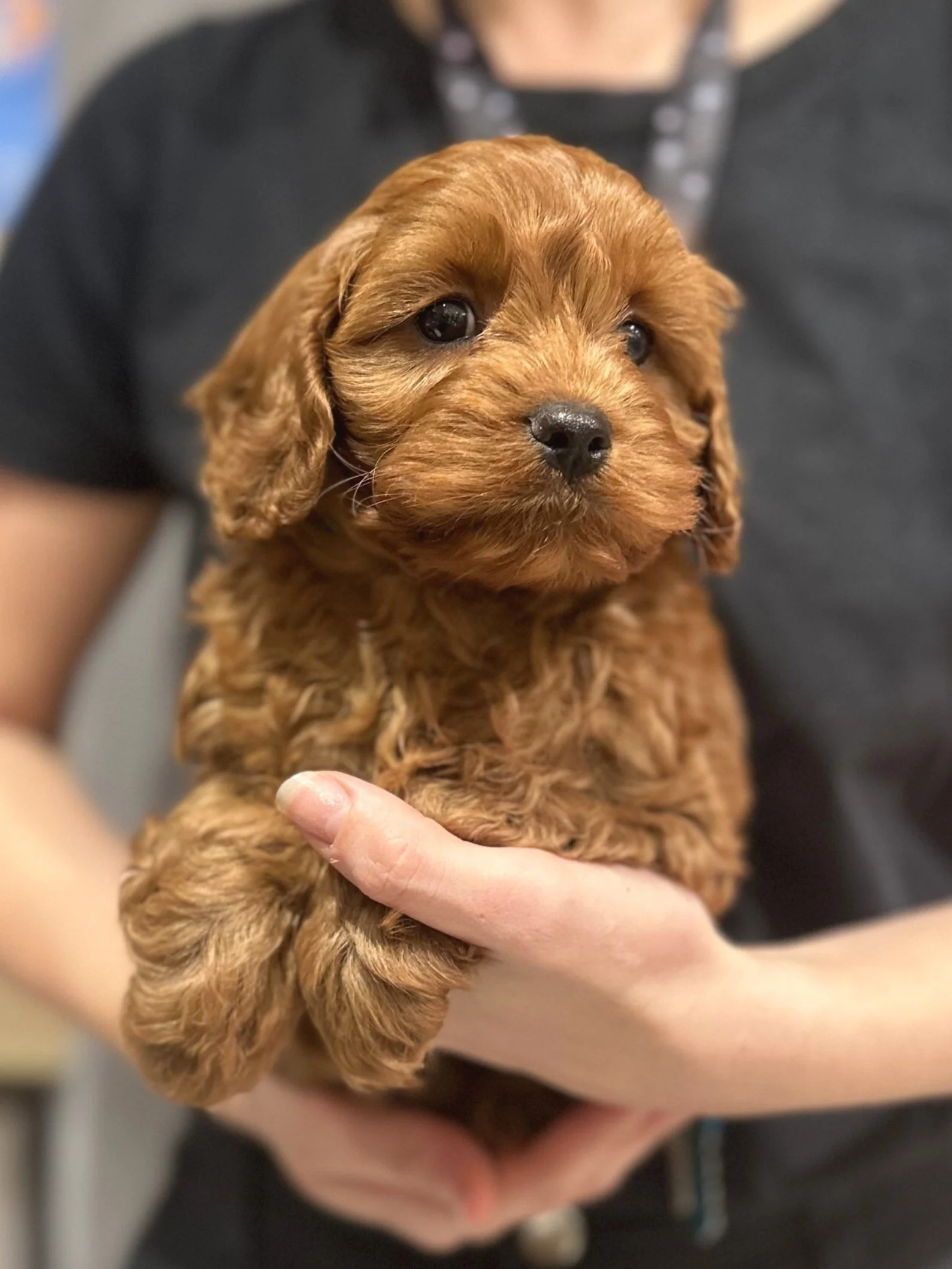 About — Room 4 Pets