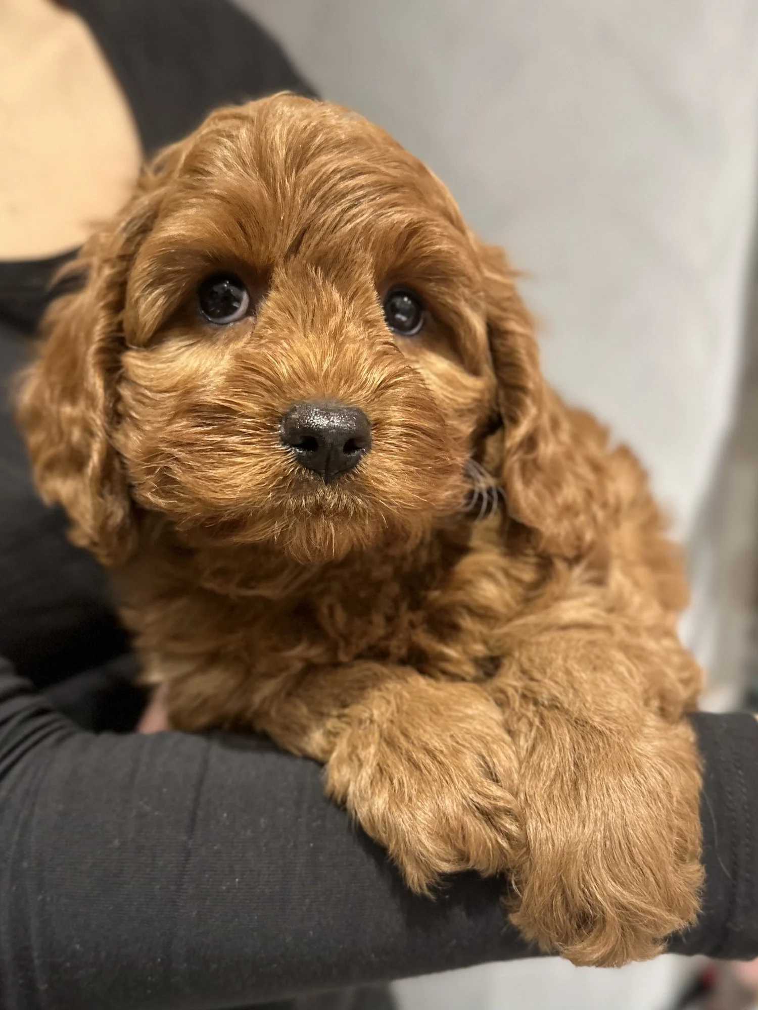 About — Room 4 Pets