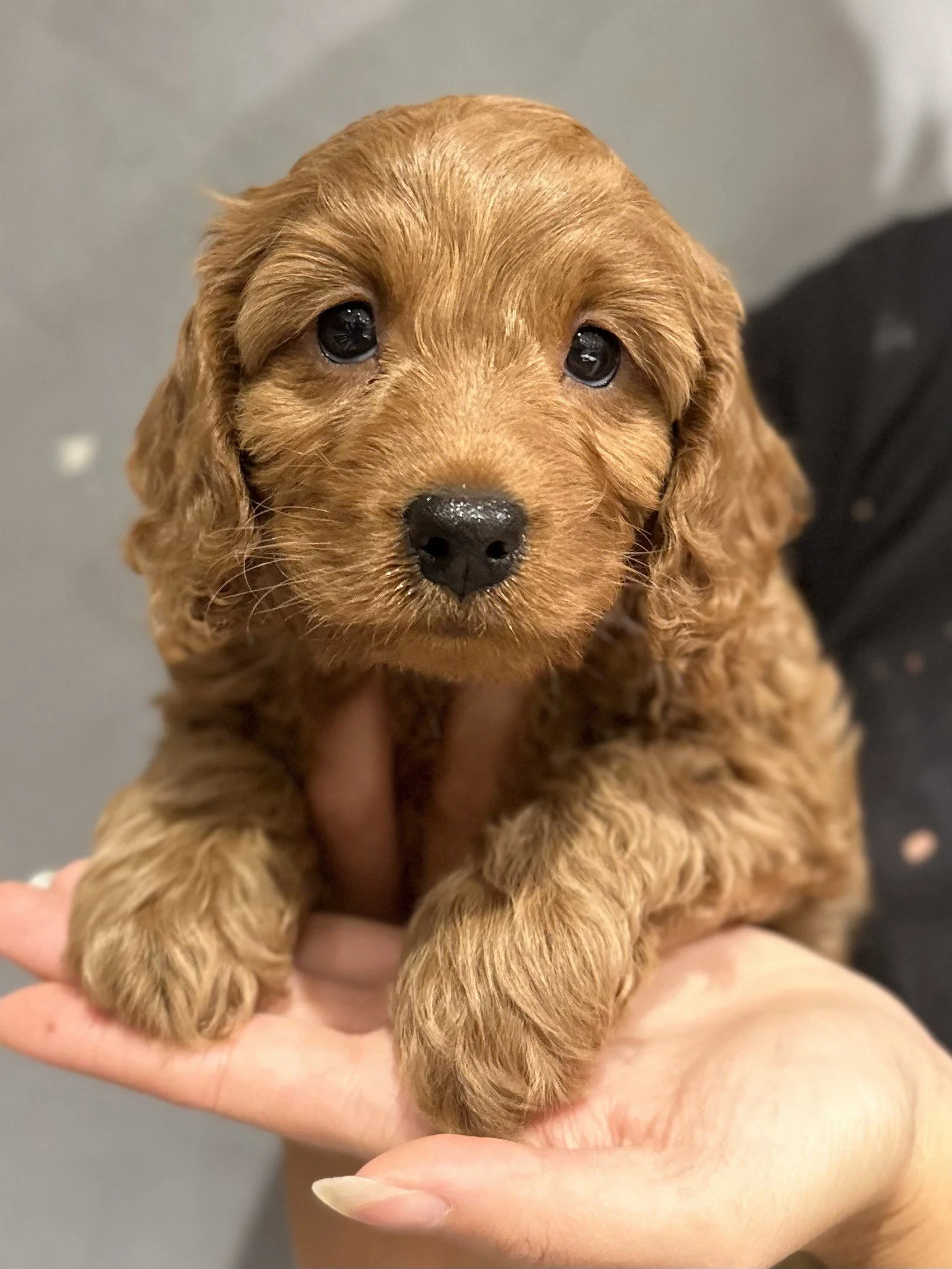 About — Room 4 Pets