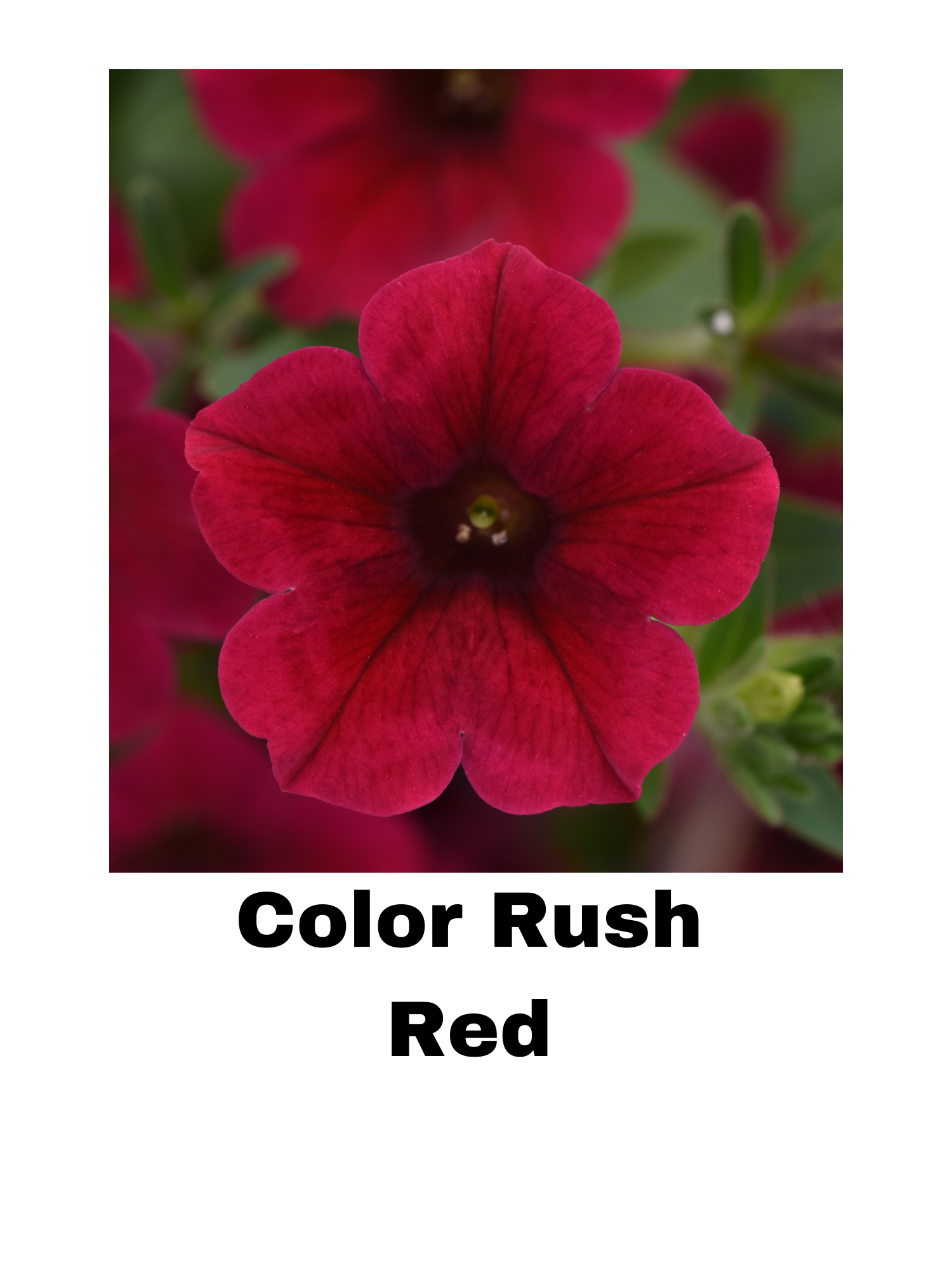 Petunia - ColorRush — A & B Dalrymple's Country Farm Greenhouse
