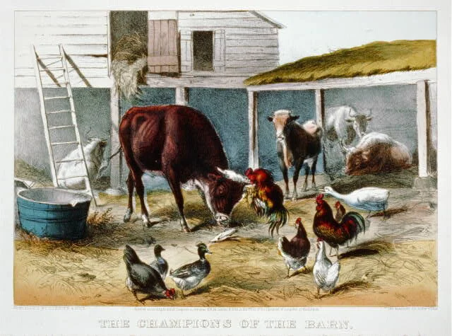 Backyard Chickens, Then And Now — Snapshots Of The Past