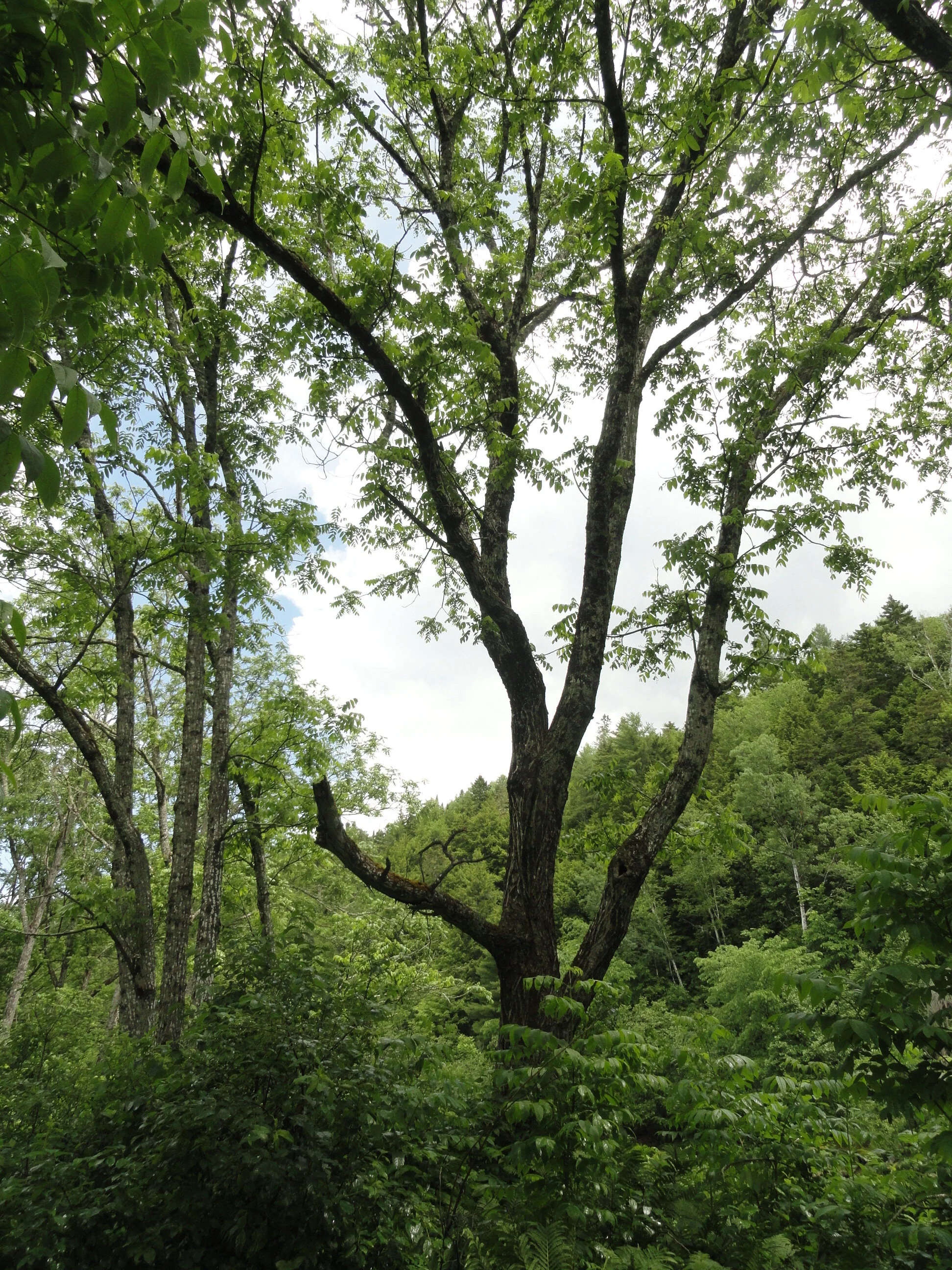 Butternut Tree — Nature Trust of New Brunswick