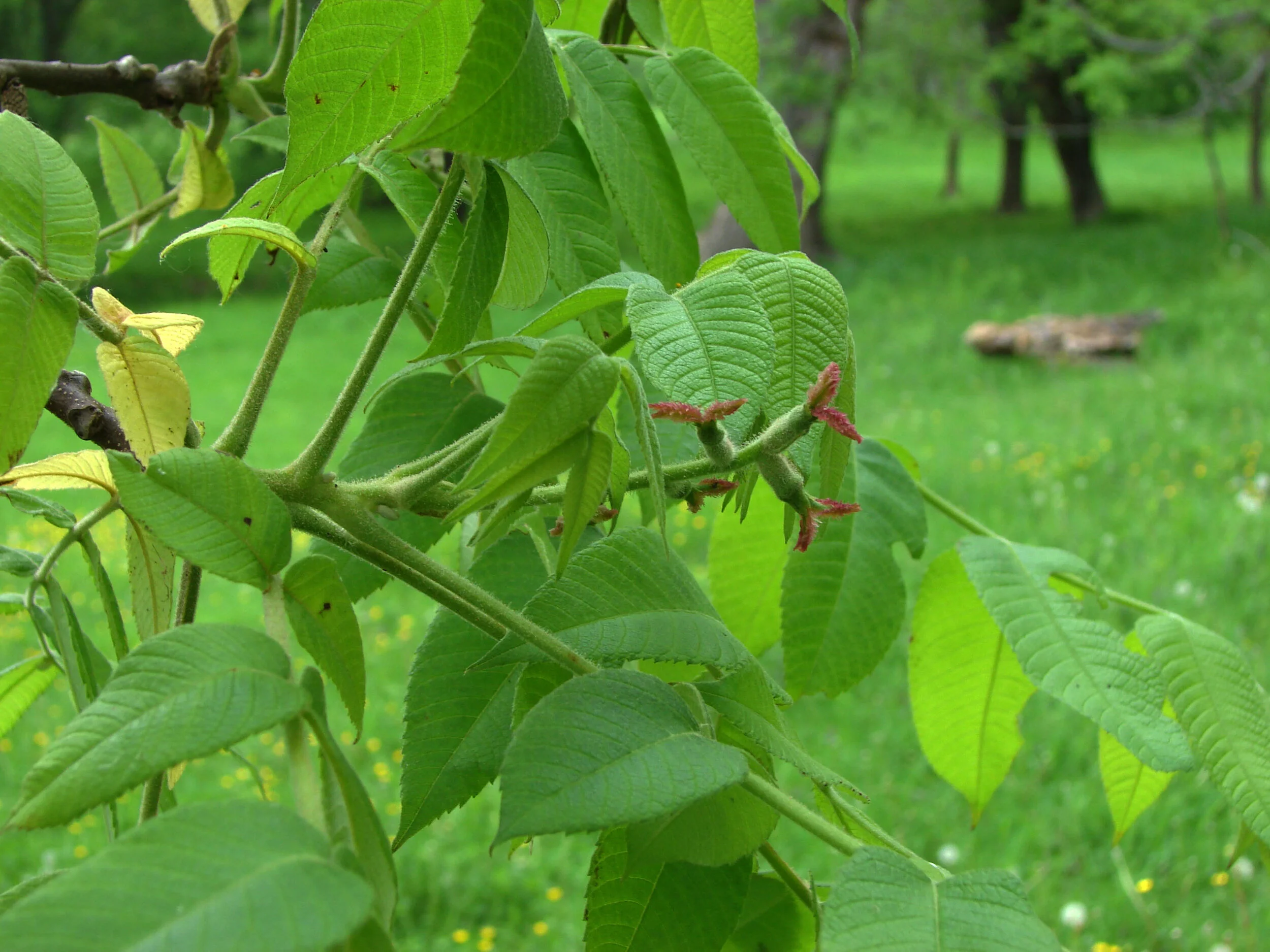 Butternut Tree Identification Pictures – MPMZP