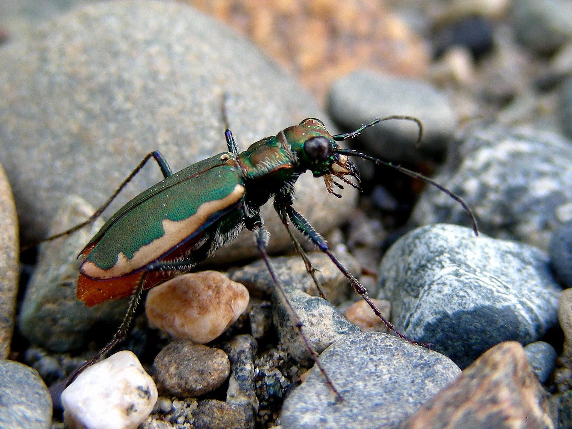Cobblestone Tiger Beetle — Nature Trust of New Brunswick