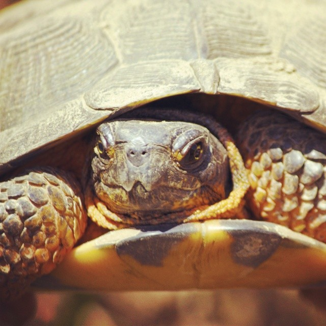 Wood Turtle — Nature Trust of New Brunswick