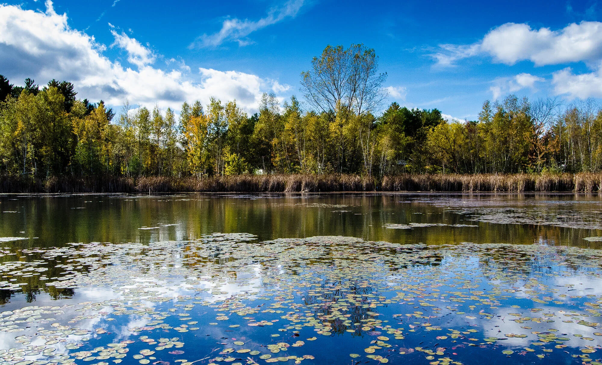 Wetland Conservation — Nature Trust of New Brunswick
