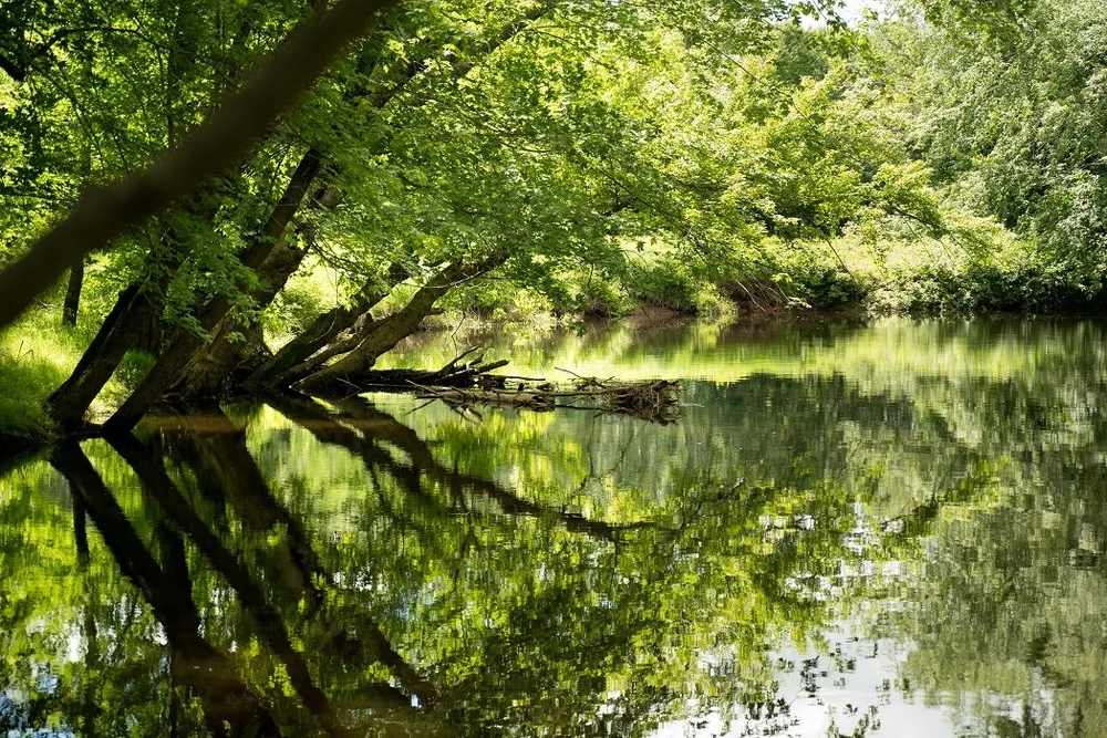 Why Protect the Forest and Wetland in Waasis — Nature Trust of New ...