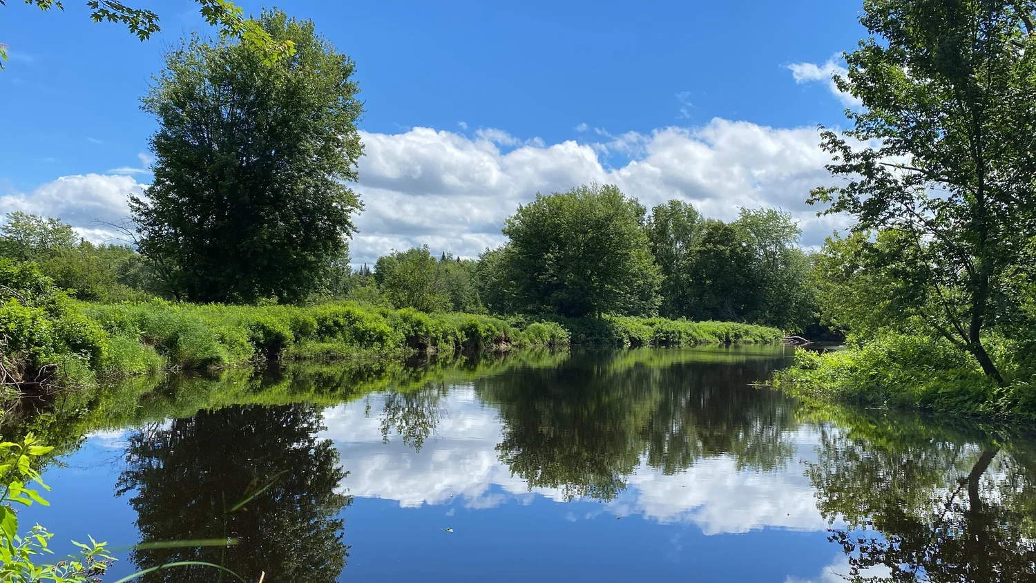 Why Protect the Forest and Wetland in Waasis — Nature Trust of New ...