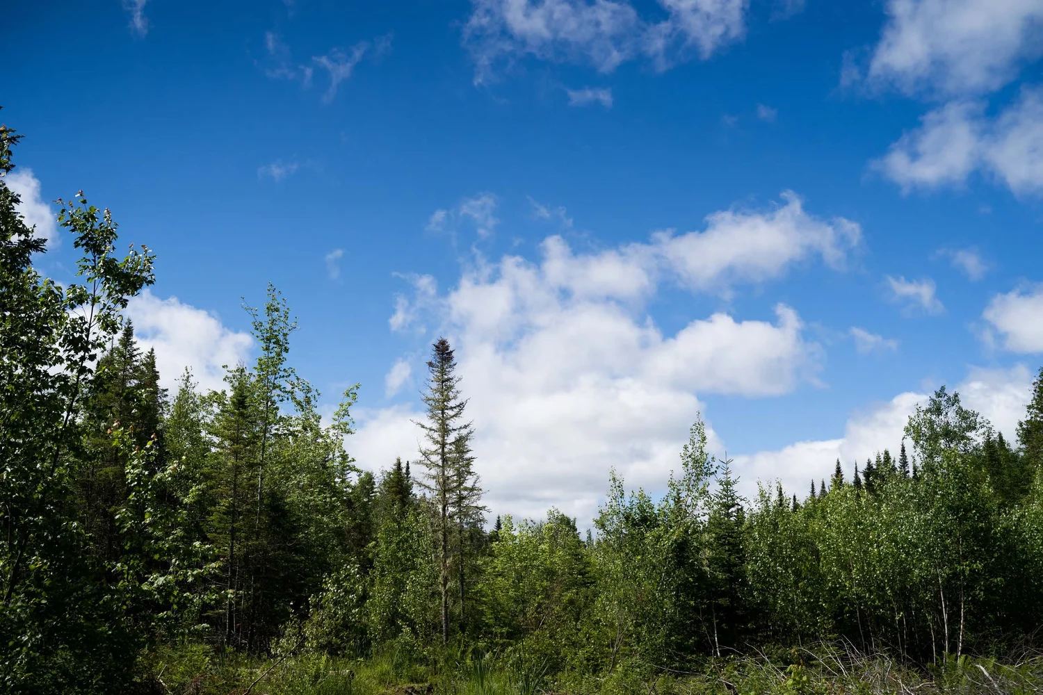 Why Protect the Forest and Wetland in Waasis — Nature Trust of New ...