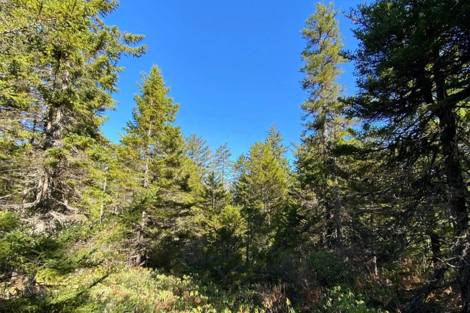 Home — Nature Trust of New Brunswick