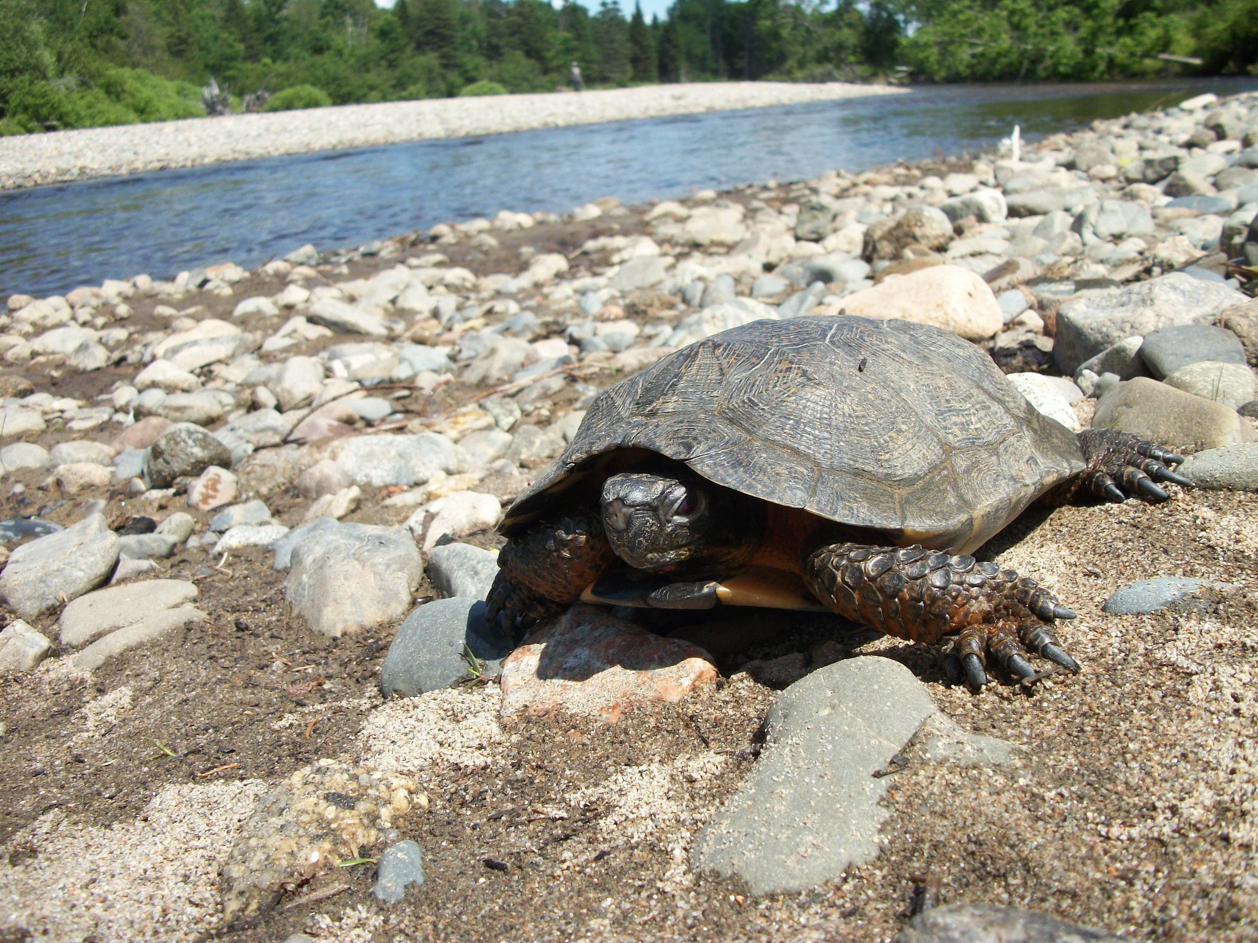 Wakey, wakey, wood turtle — Nature Trust of New Brunswick