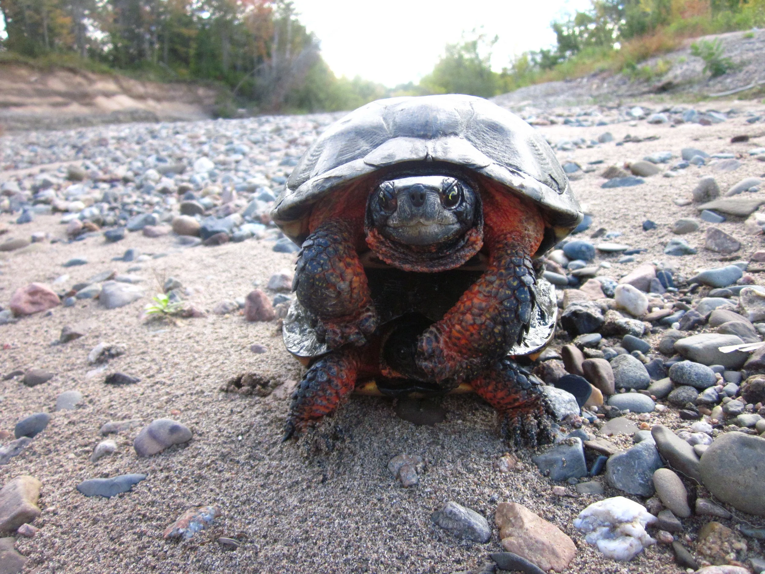 Wakey, wakey, wood turtle — Nature Trust of New Brunswick