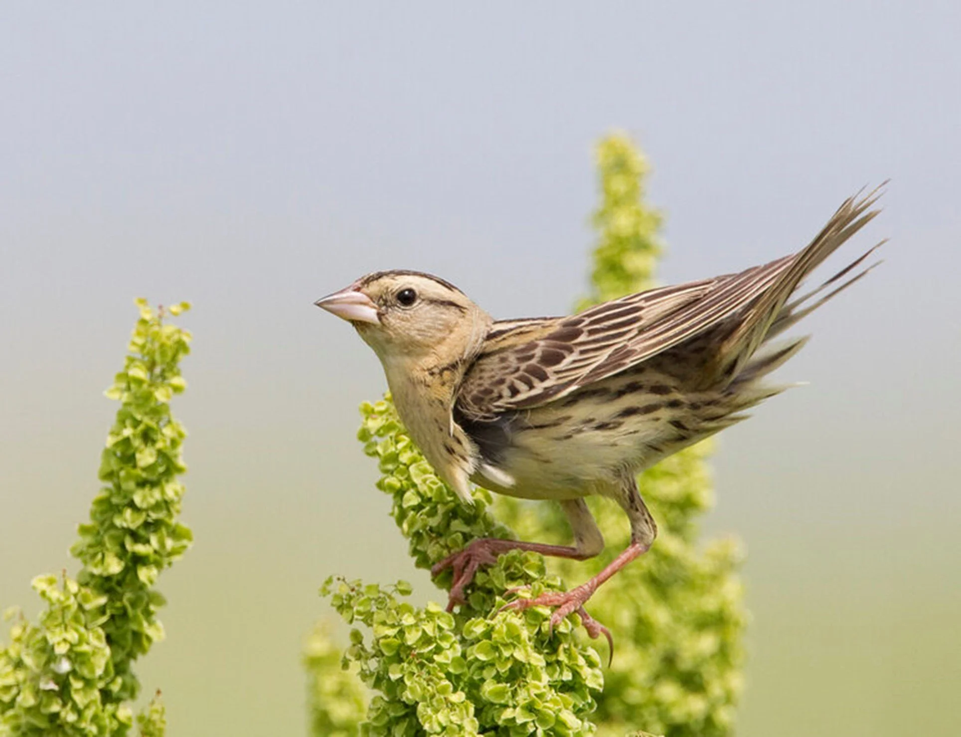 Home — Nature Trust of New Brunswick