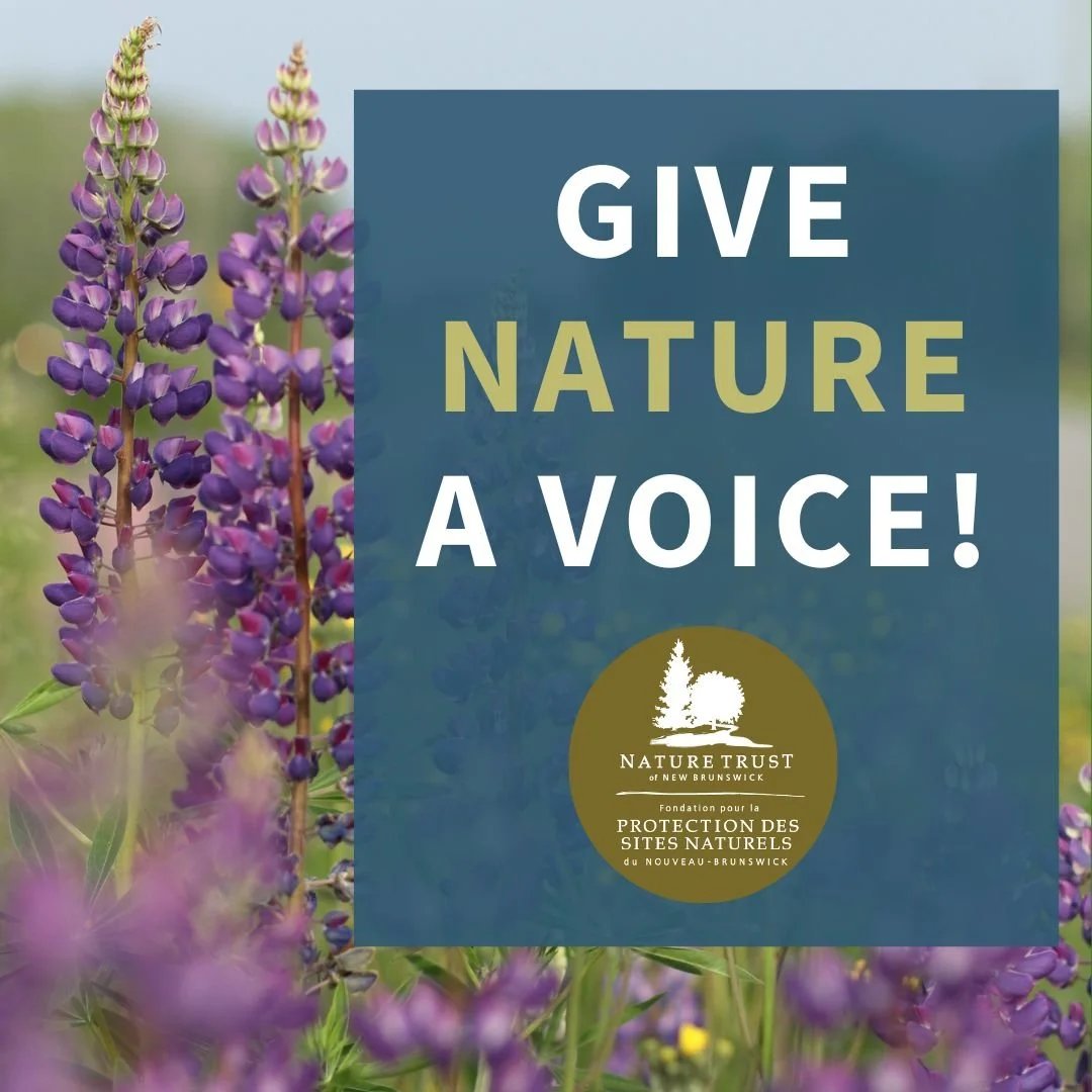 Let’s Vote for Nature this Election! — Nature Trust of New Brunswick