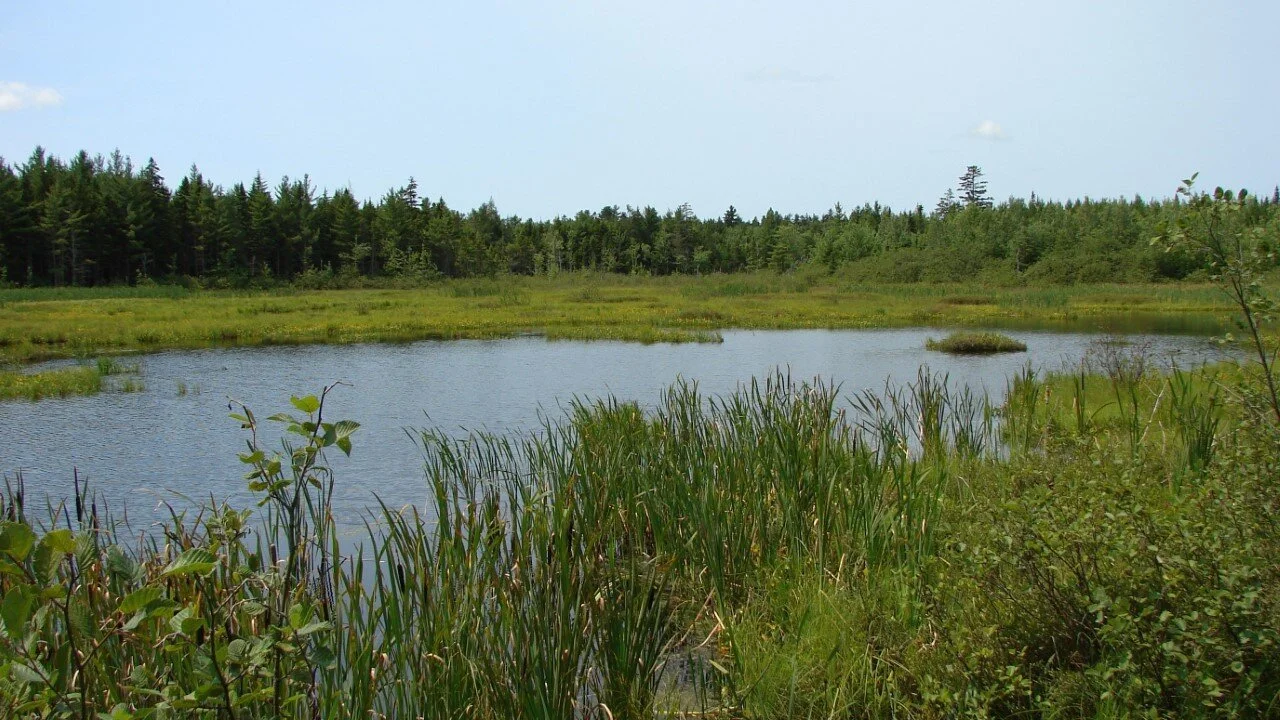 Explore our new Wetland Restoration Guide! — Nature Trust of New Brunswick
