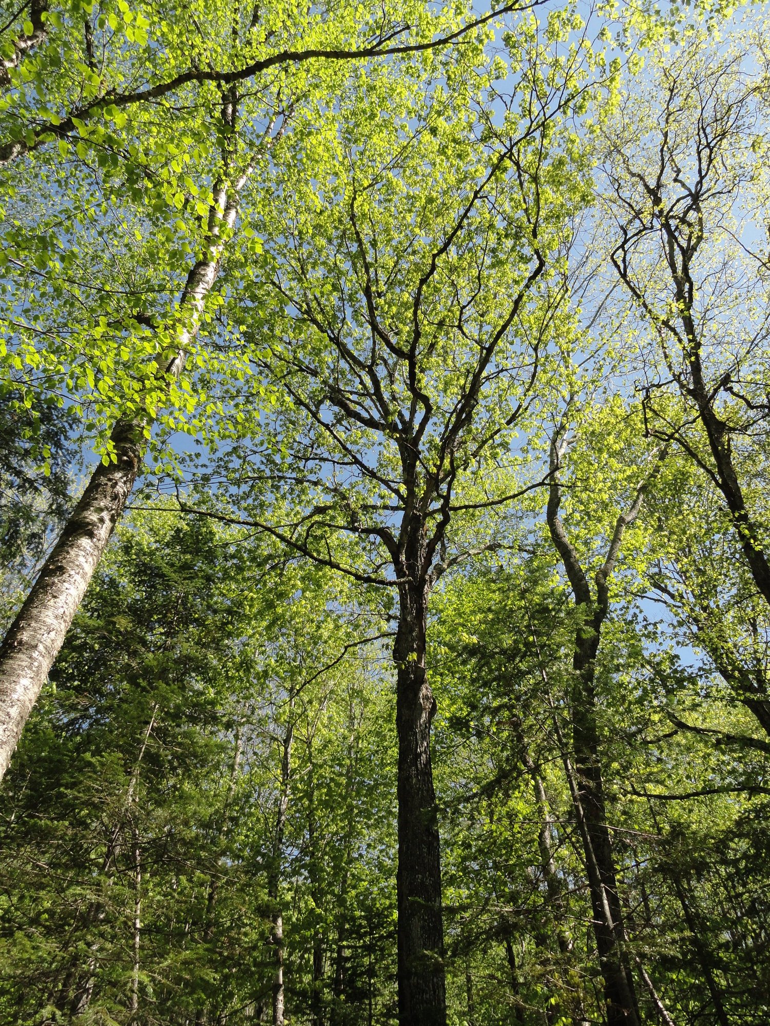 The Appalachian Hardwood Forest: What makes it special? — Nature Trust ...