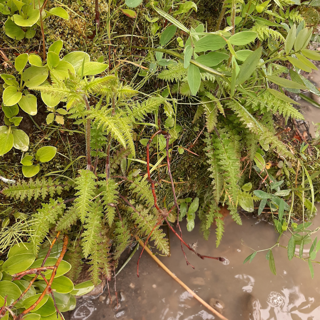 Furbish’s Lousewort: A Species on the Edge — Nature Trust of New Brunswick