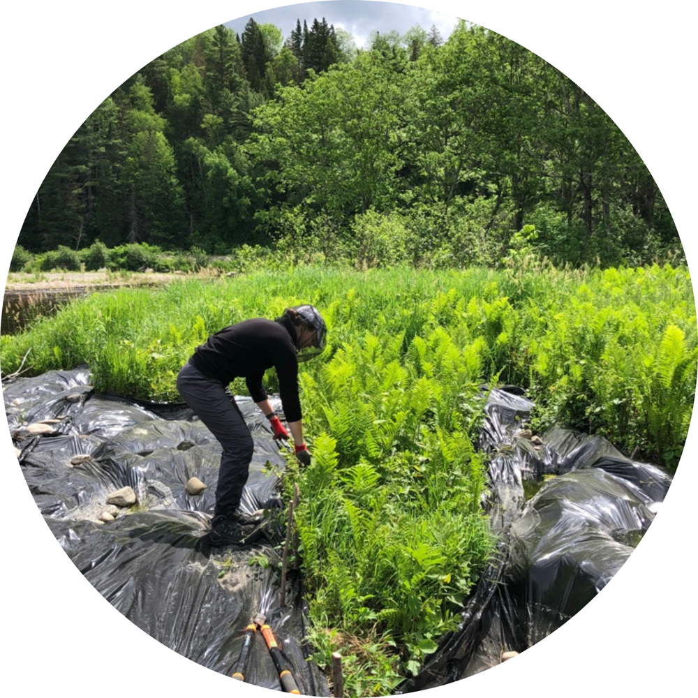 Invasive Species Removal Event in Taymouth, NB — Nature Trust of New ...