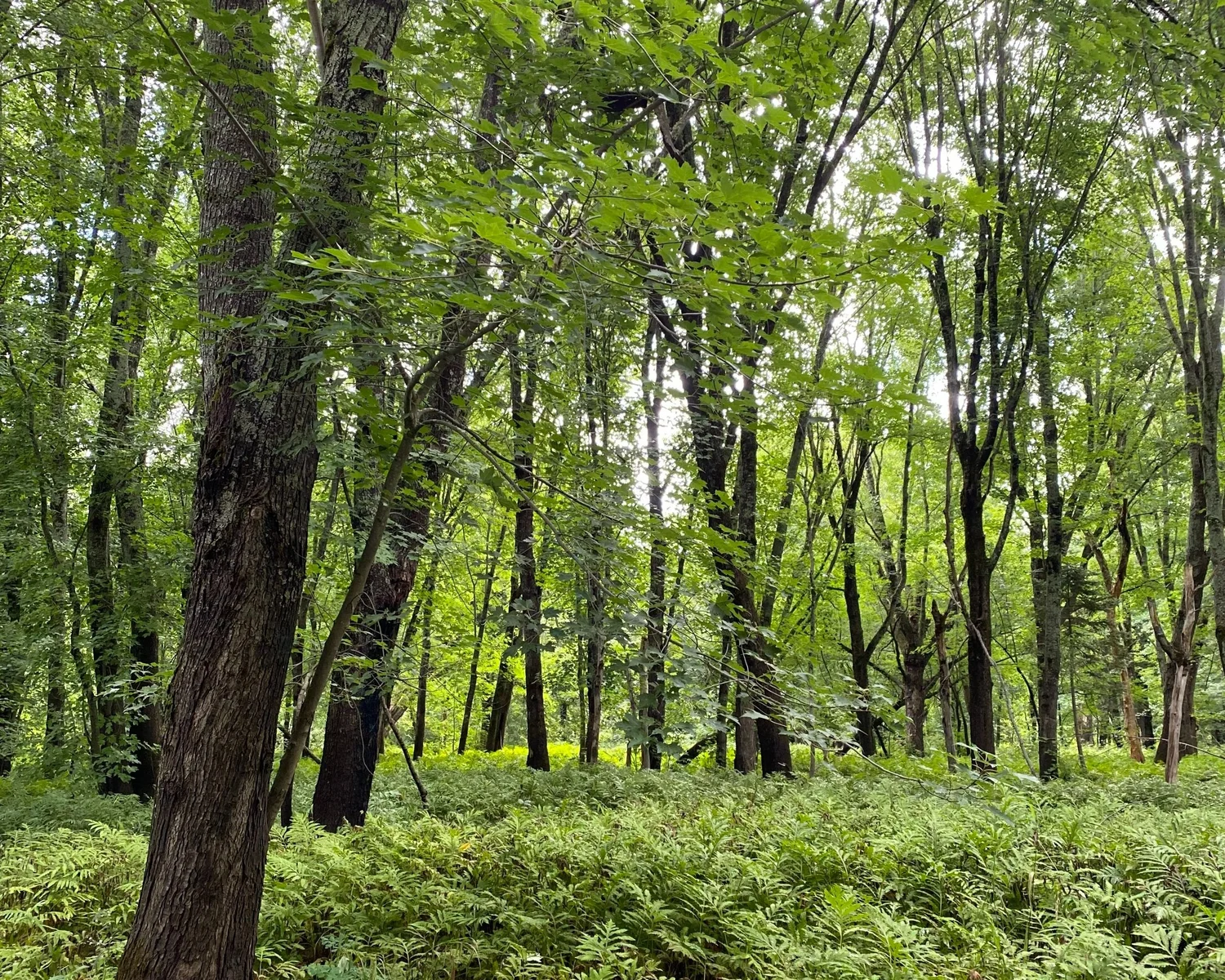 An Oasis Uncovered — Nature Trust of New Brunswick