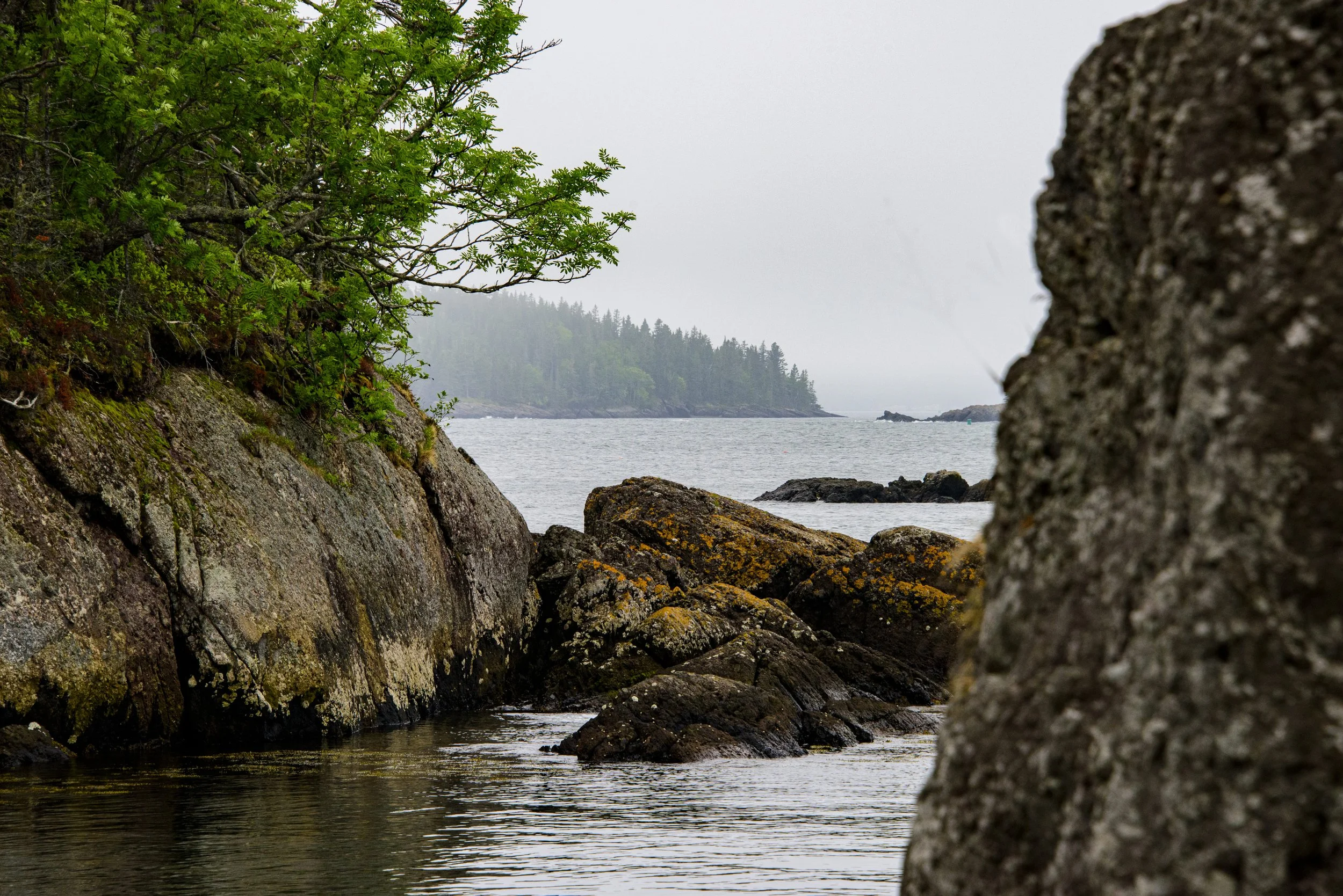 Have your say on Canada’s 2030 Biodiversity Strategy — Nature Trust of ...