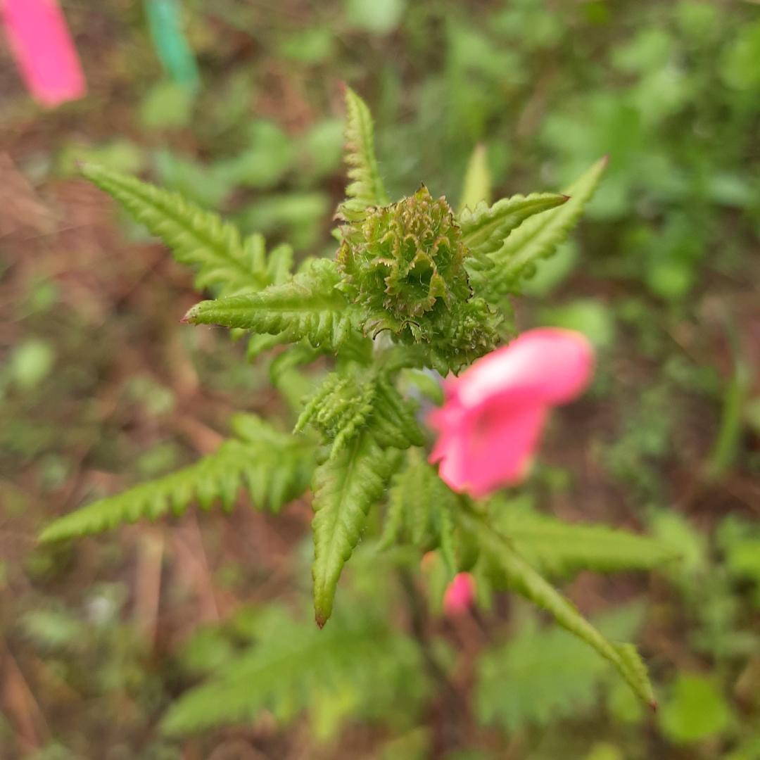 Furbish’s Lousewort: A Species on the Edge — Nature Trust of New Brunswick