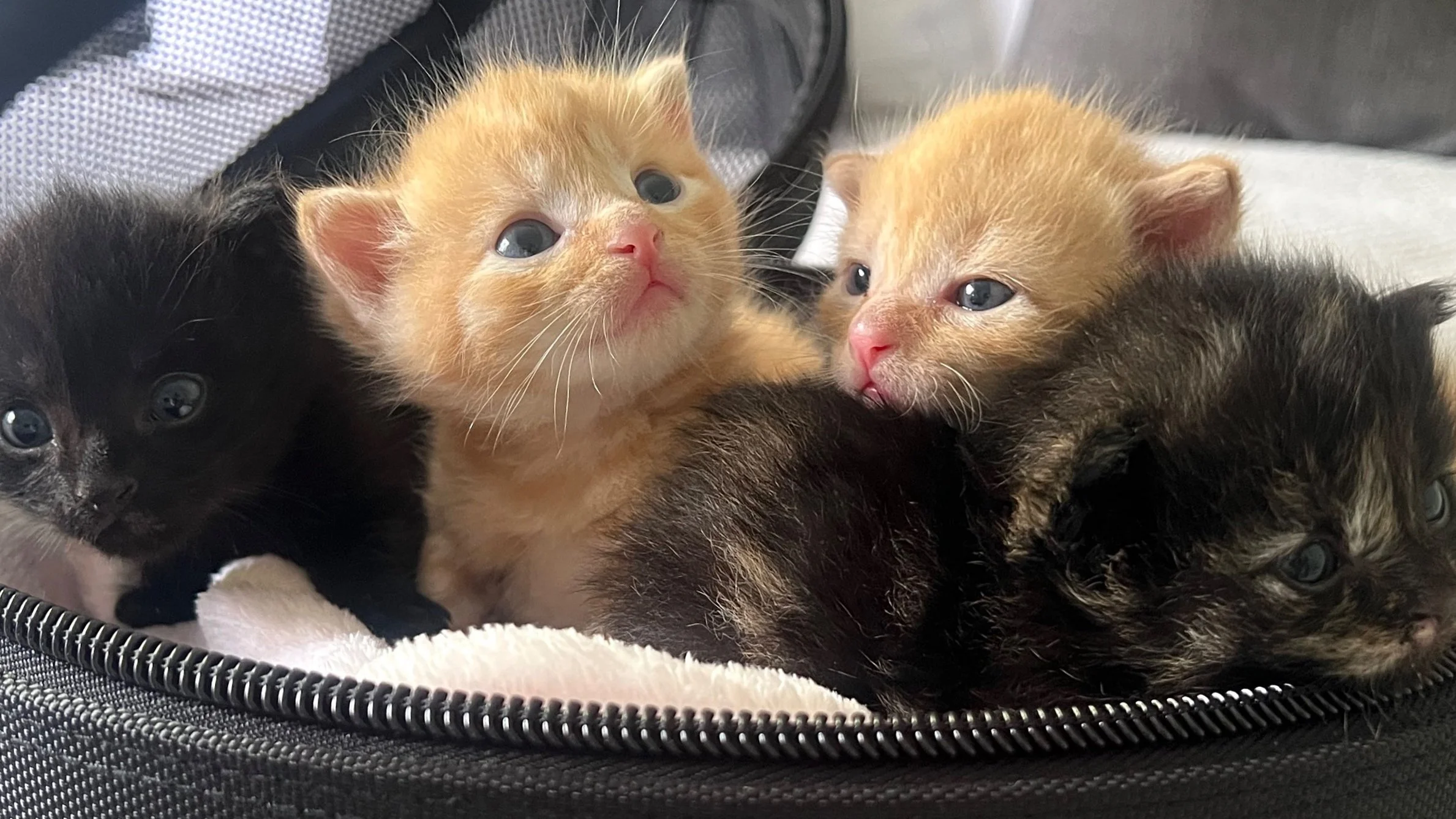 The Cat Welfare Group